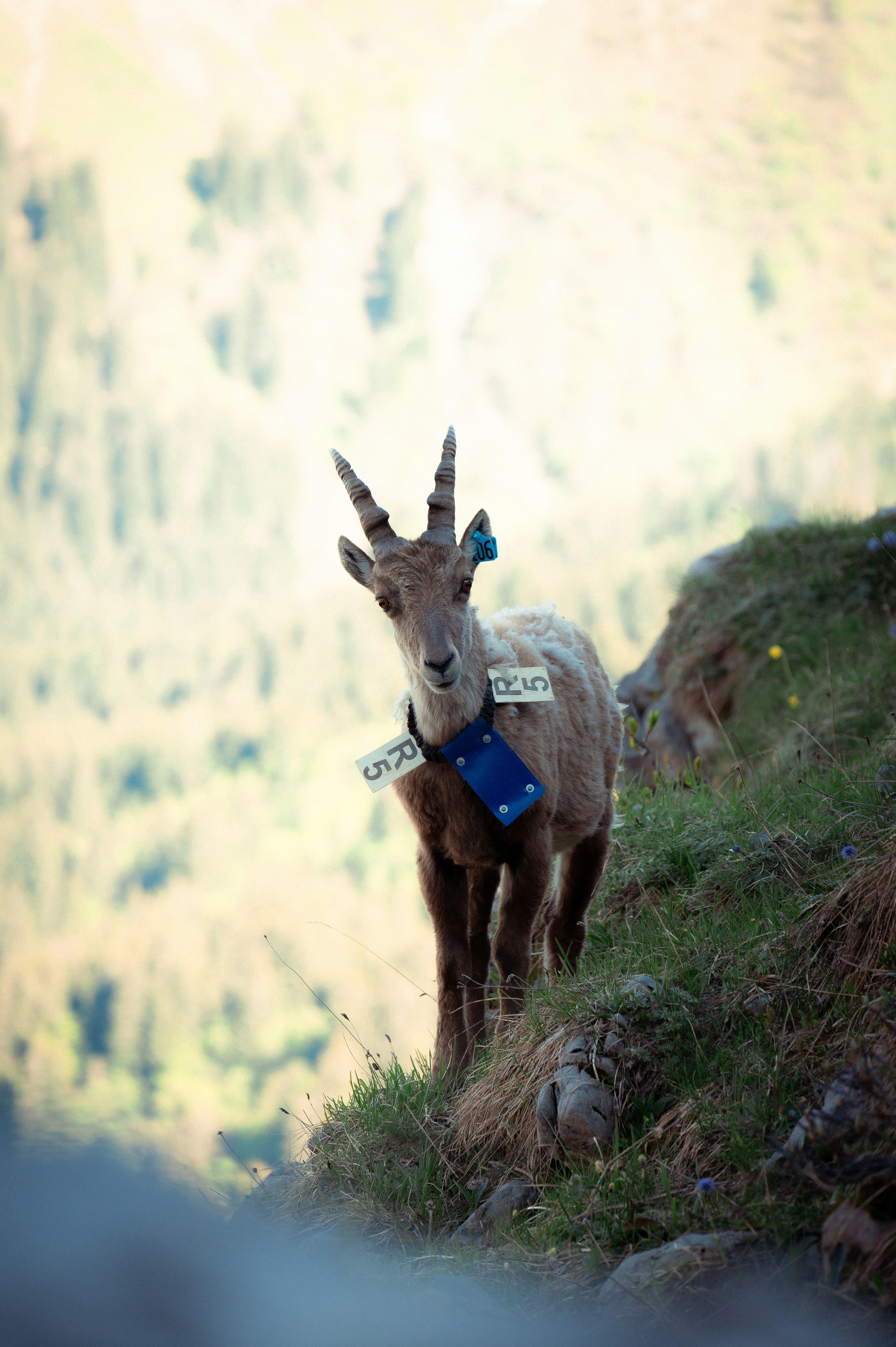 Blue-Tagged Alpine Goat on a Sunlit Slope