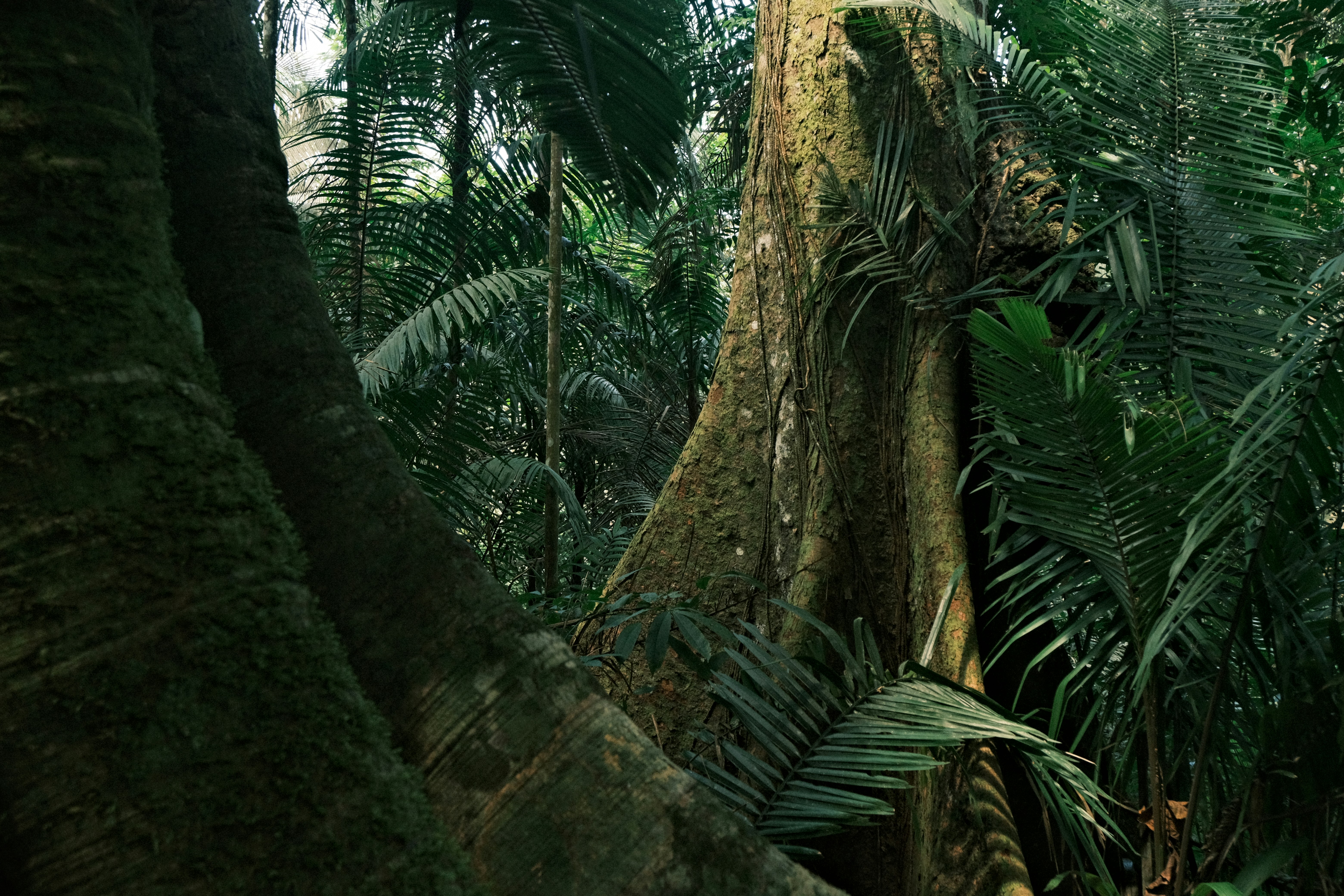 Lush green rainforest with large ancient trees.