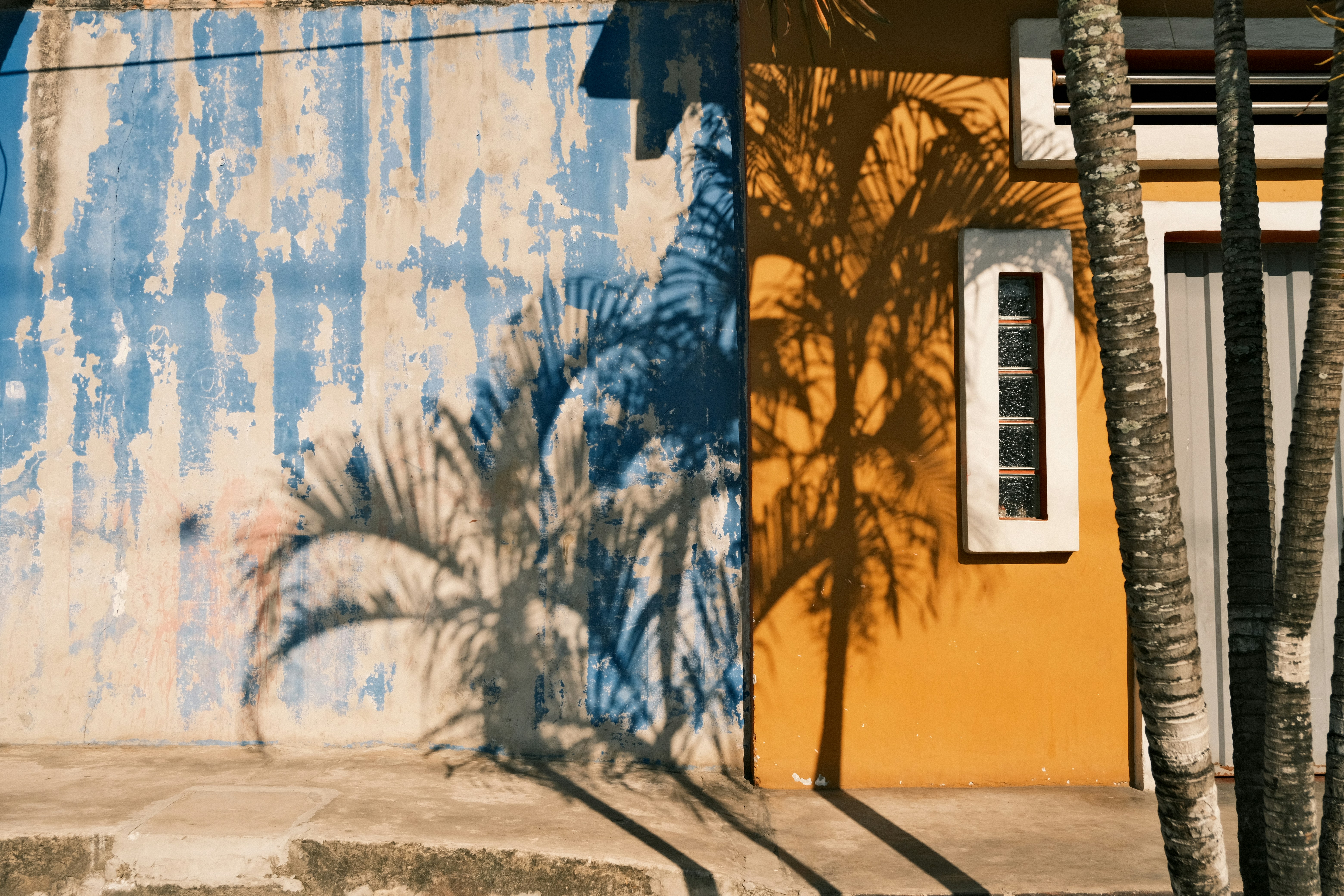 Tropical Shadows Against Weathered Walls