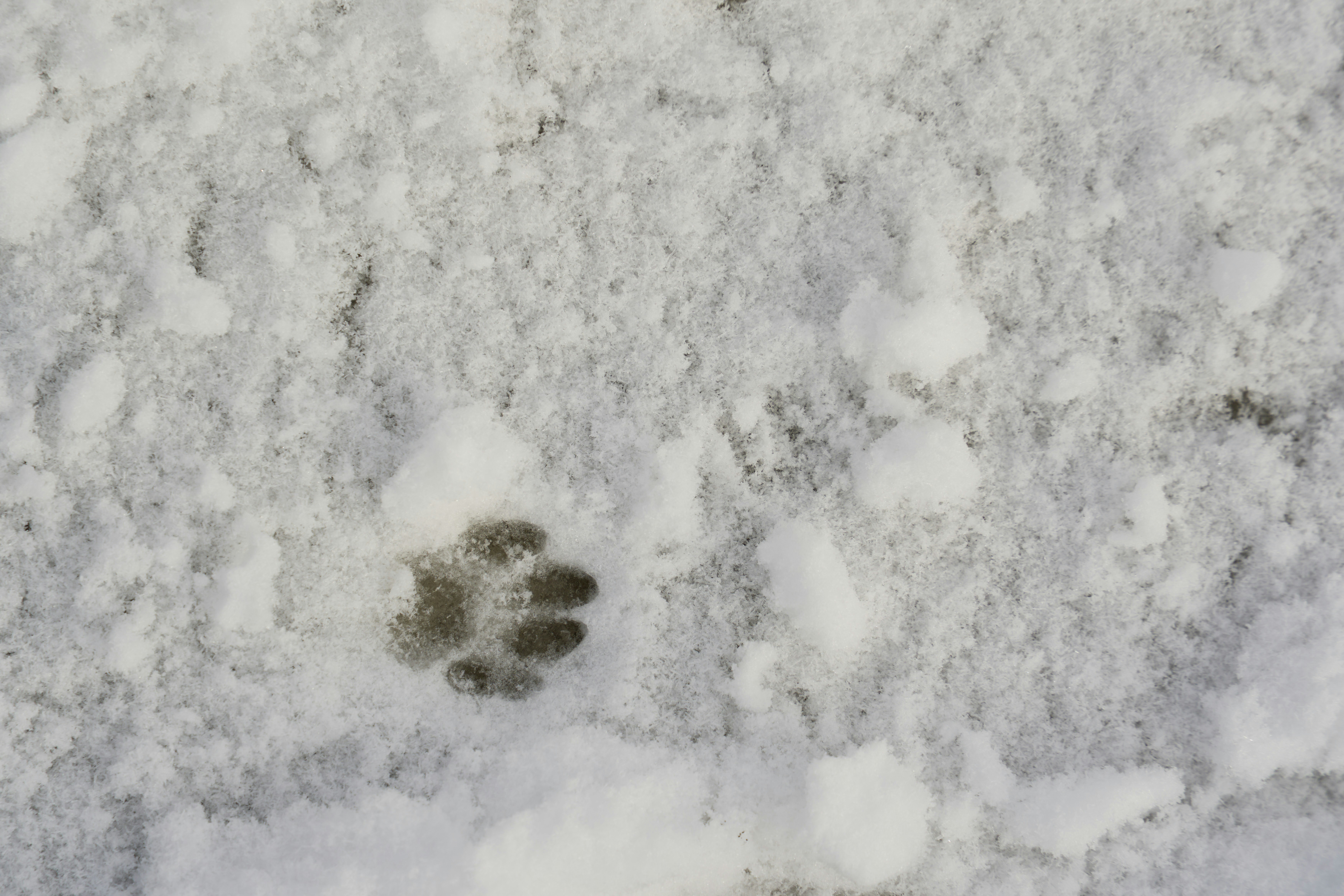A single paw print in fresh snow.