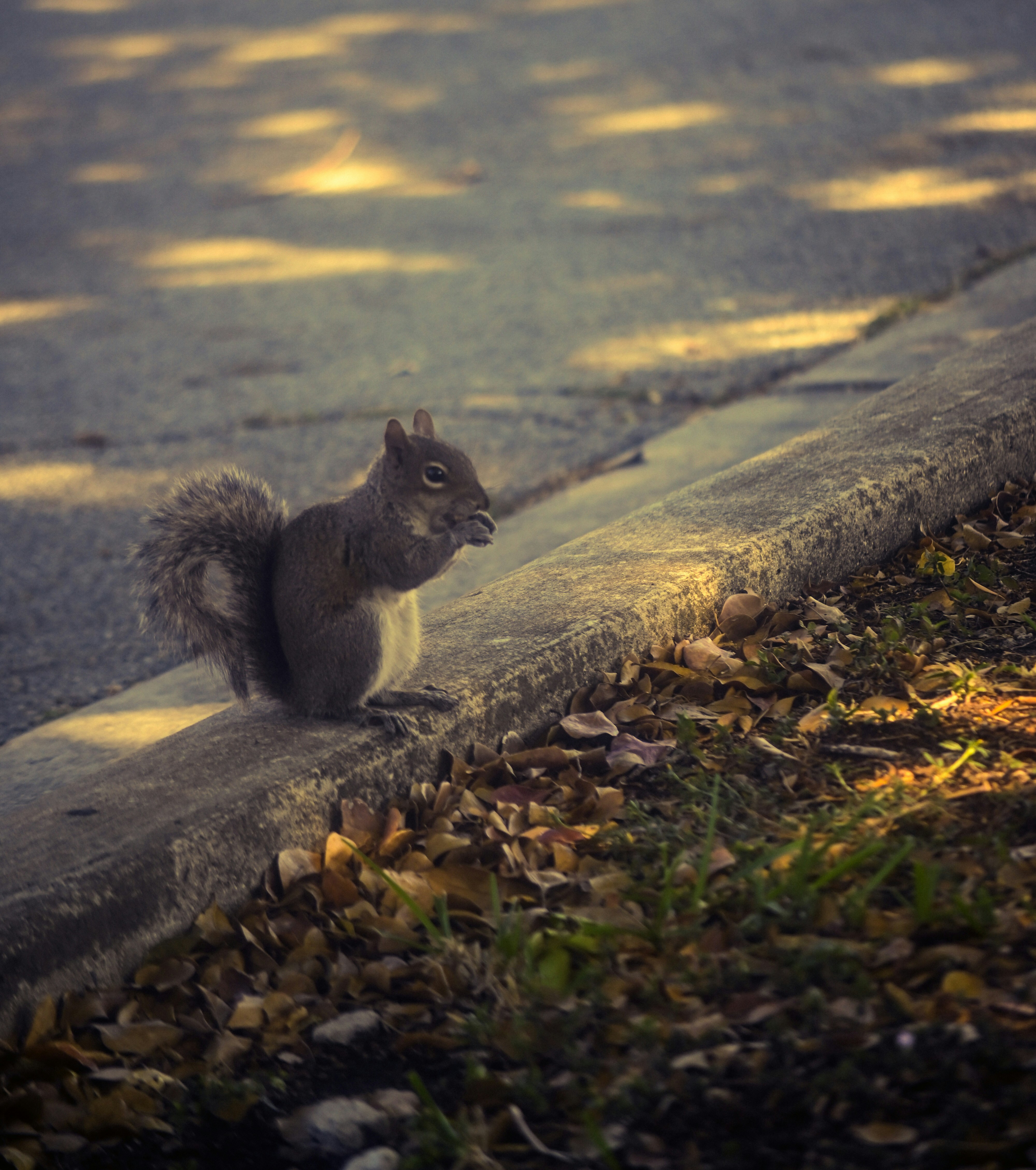 Curbside Quiet: A Squirrel in Golden Dappled Light