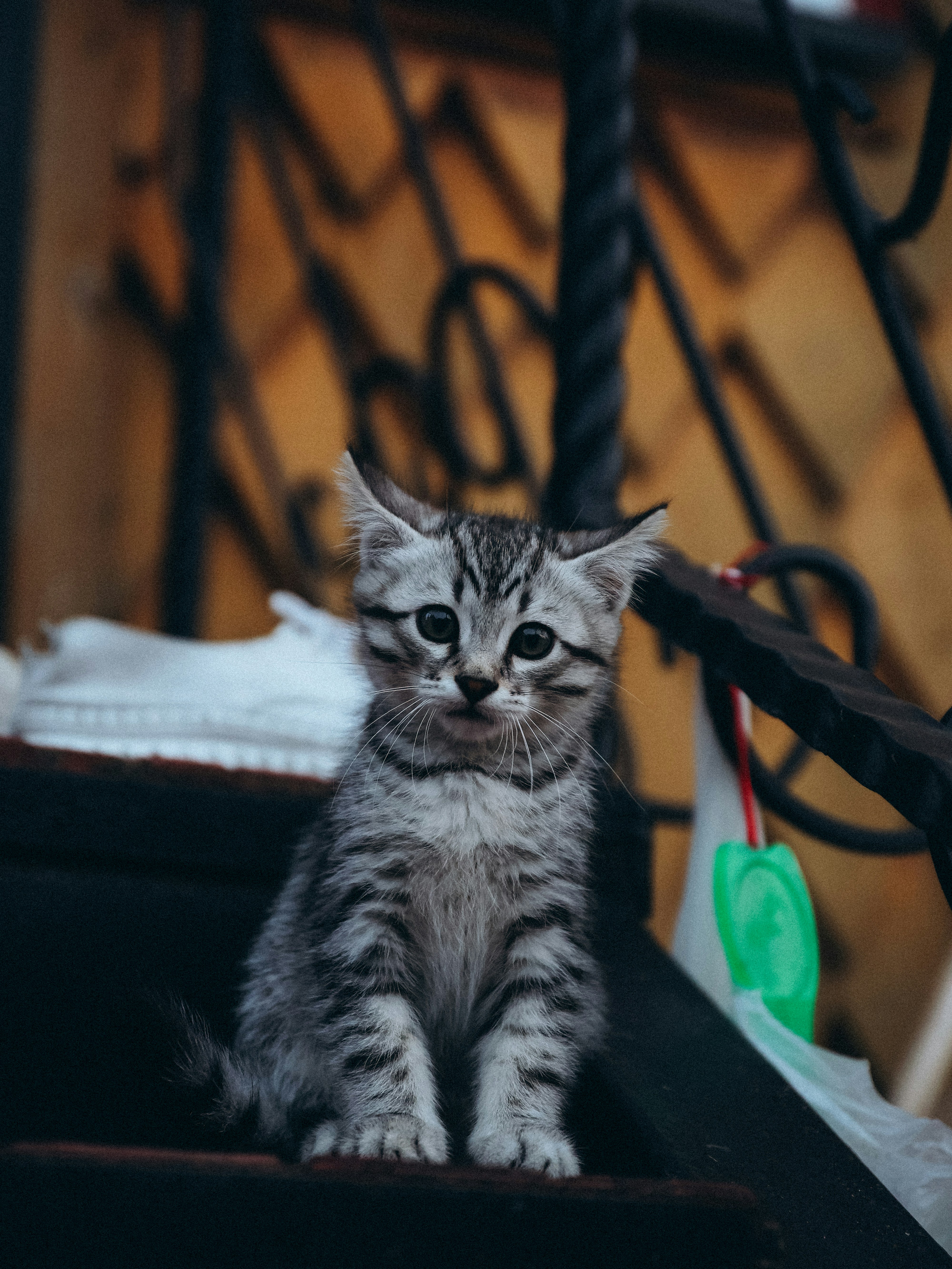 Whiskered Wonder on the Stairs