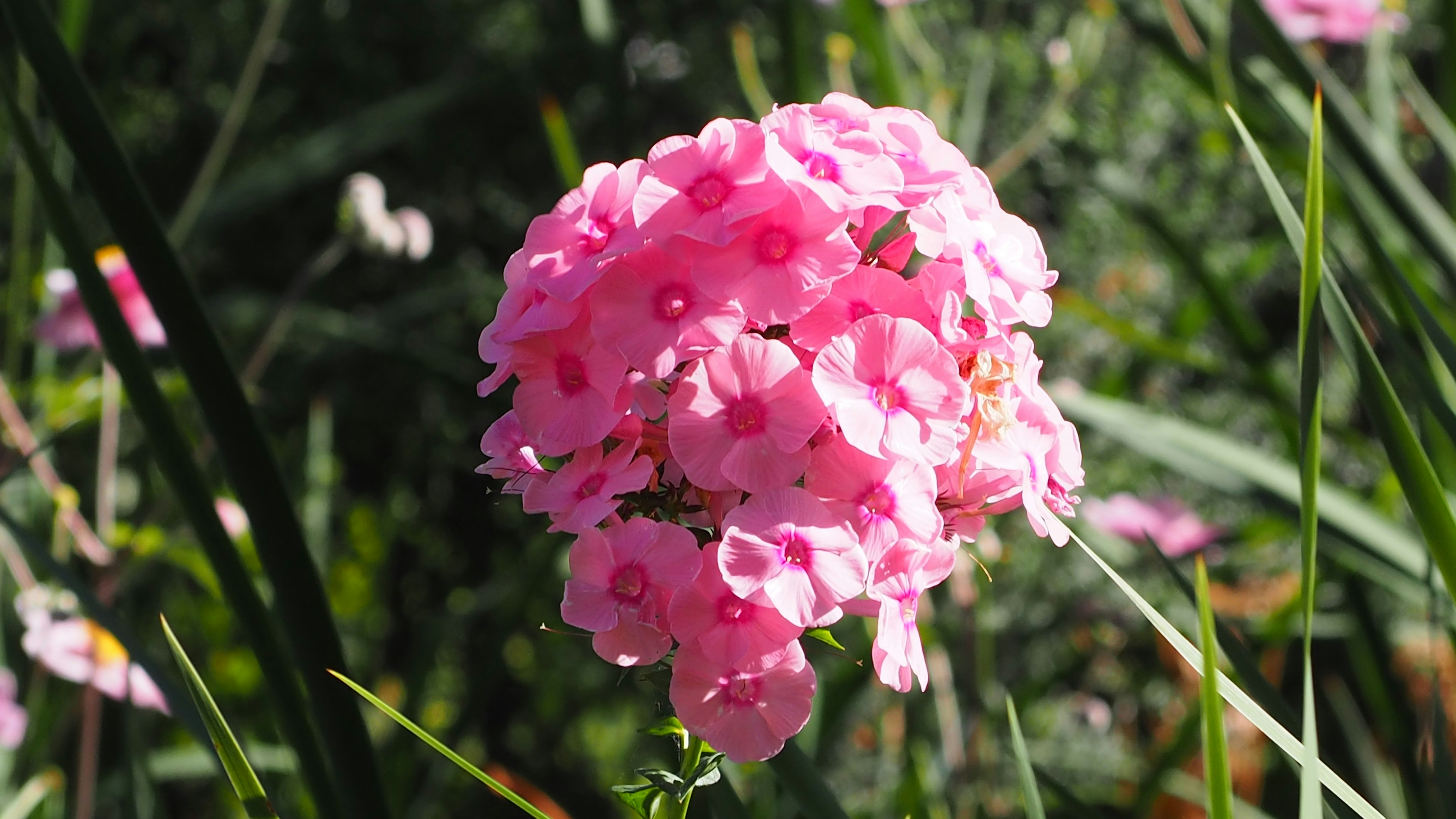 Blossoms of Serenity: A Floral Embrace