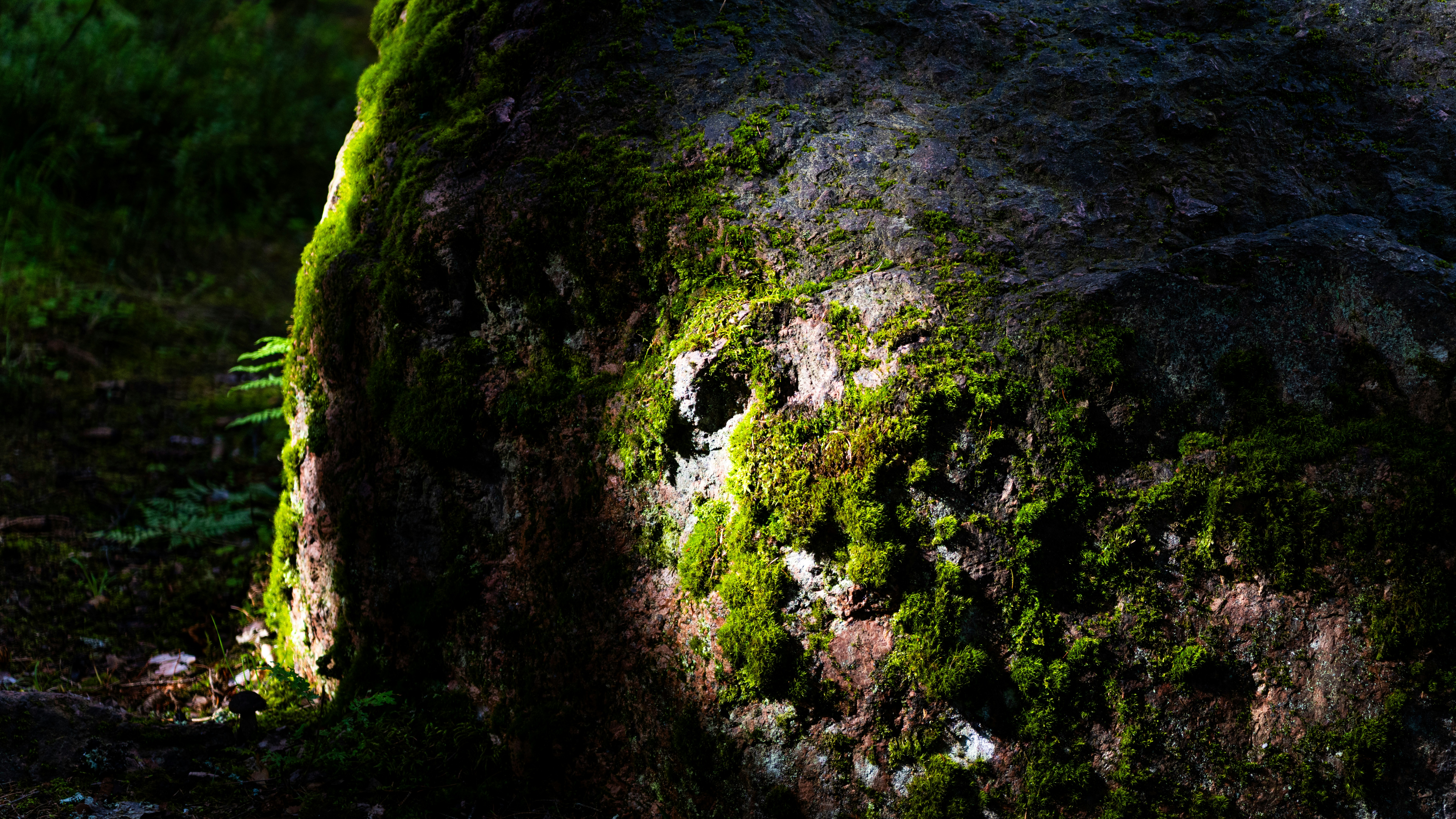 Sunlight illuminates moss on a large rock.