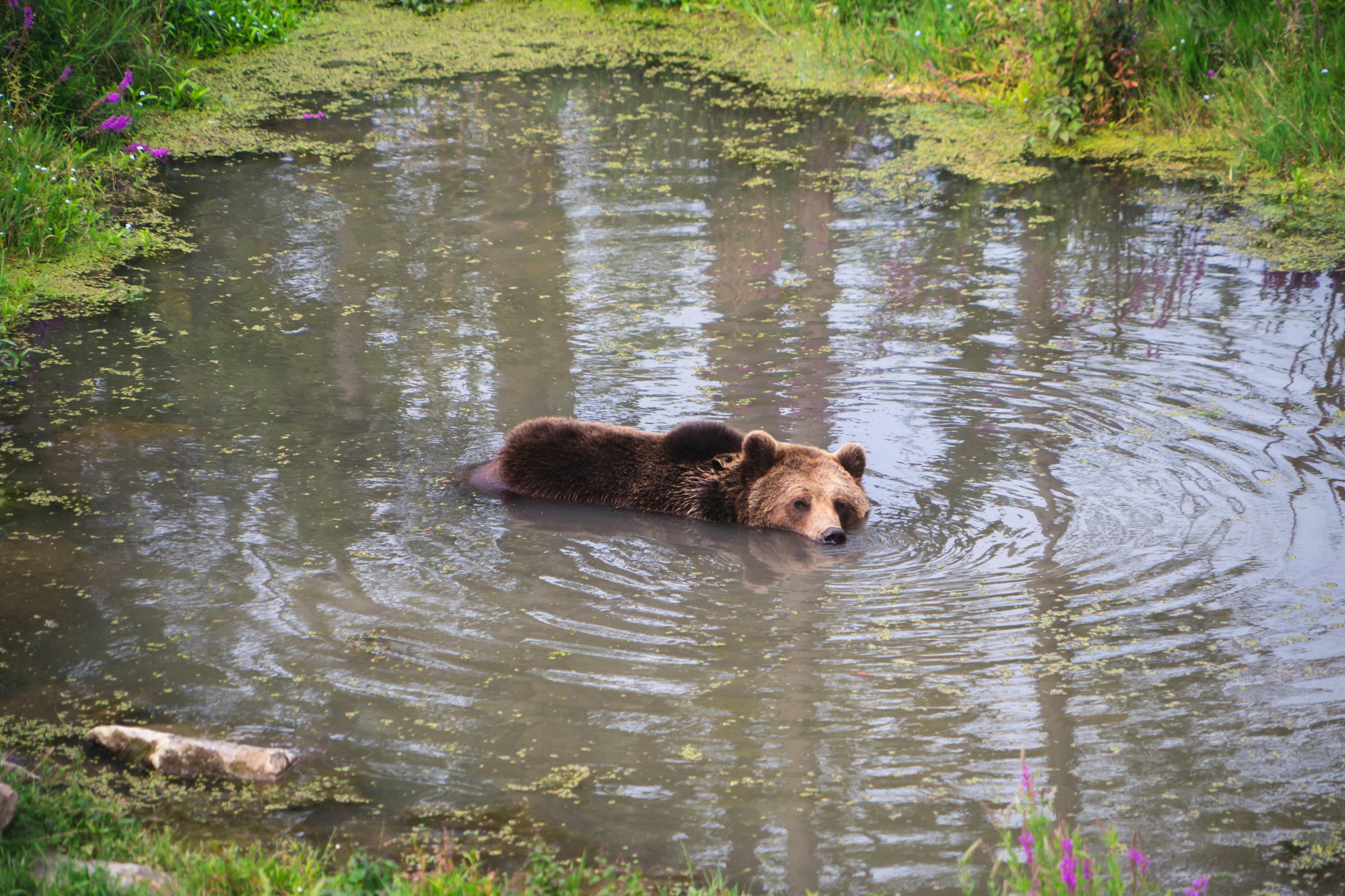 Riverbank Observer: A Brown Bear Paddles in a Quiet Pond