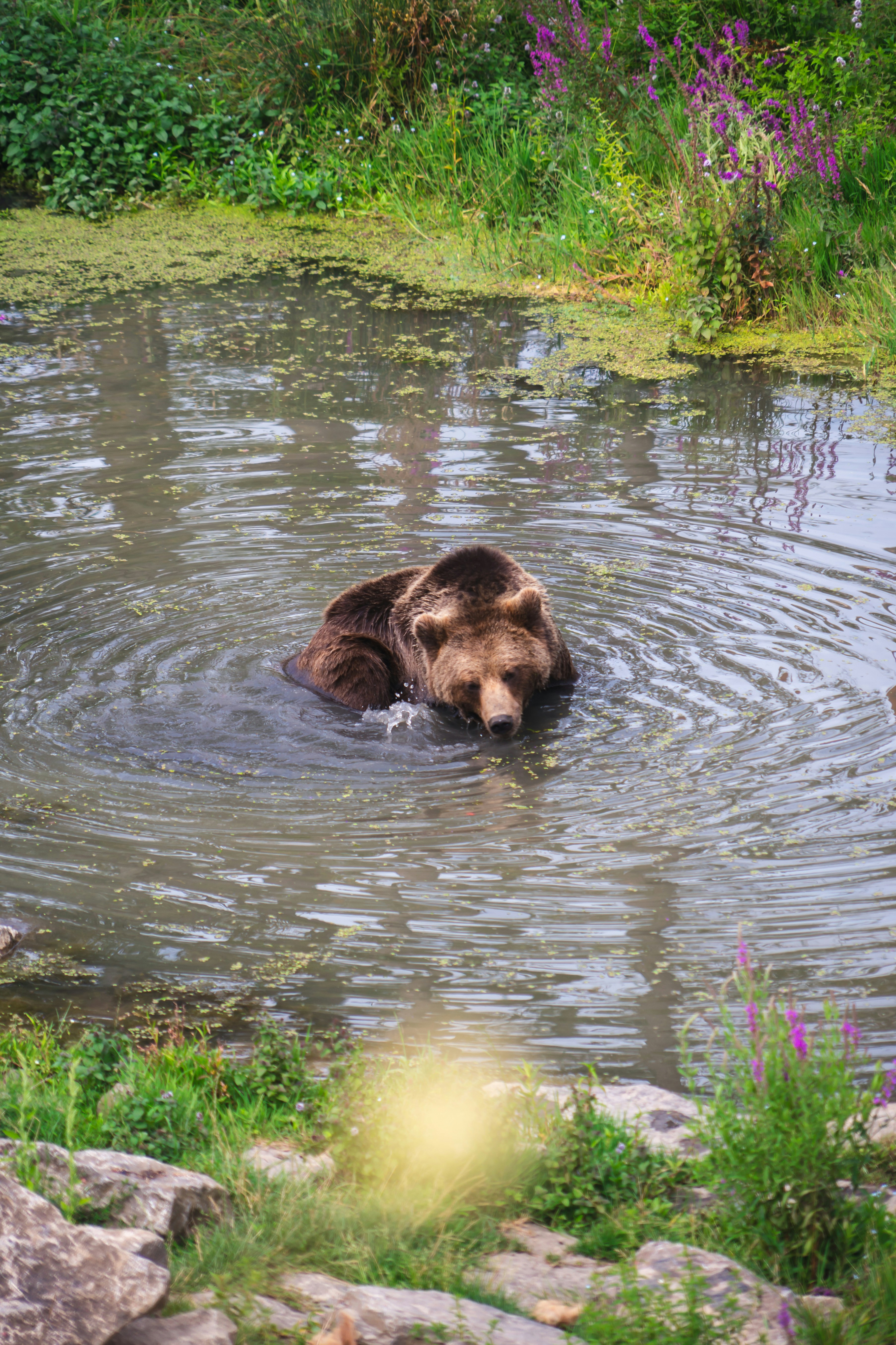 Brown Bear in a Quiet Pond Framed by Purple Wildflowers