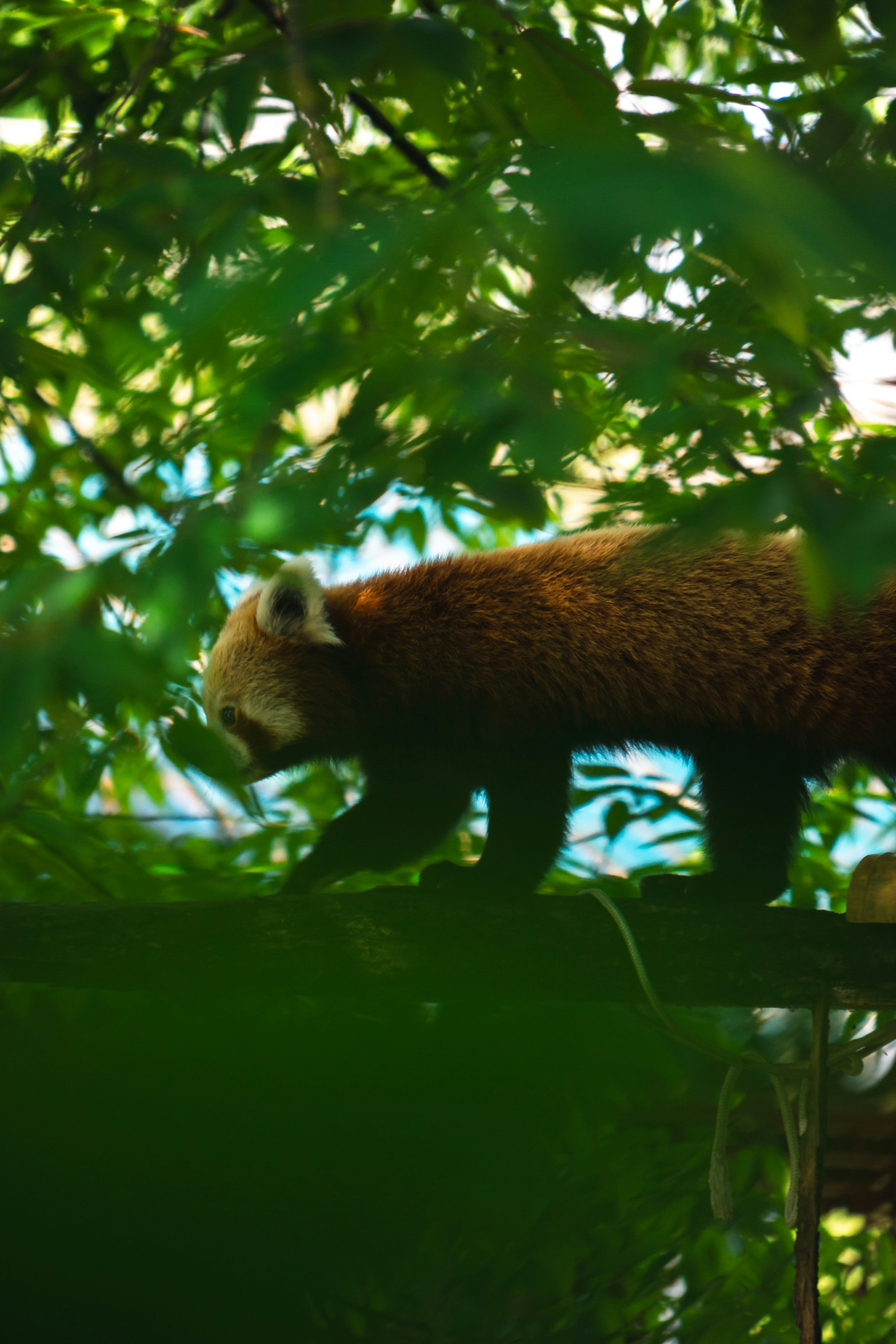 Whiskers Among the Leaves