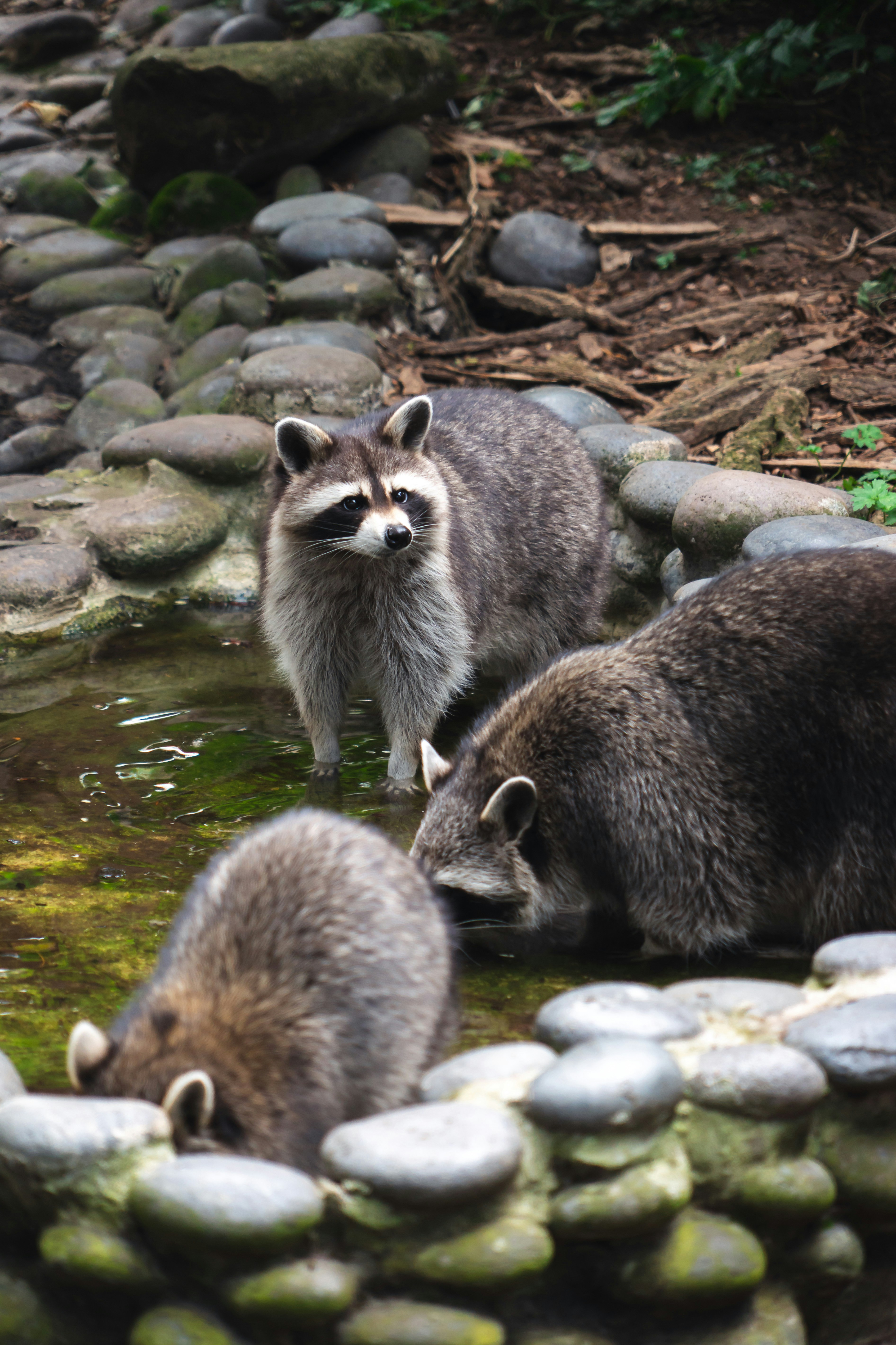 Direct Gaze at a Mossy Pool: A Raccoon Portrait with Foragers