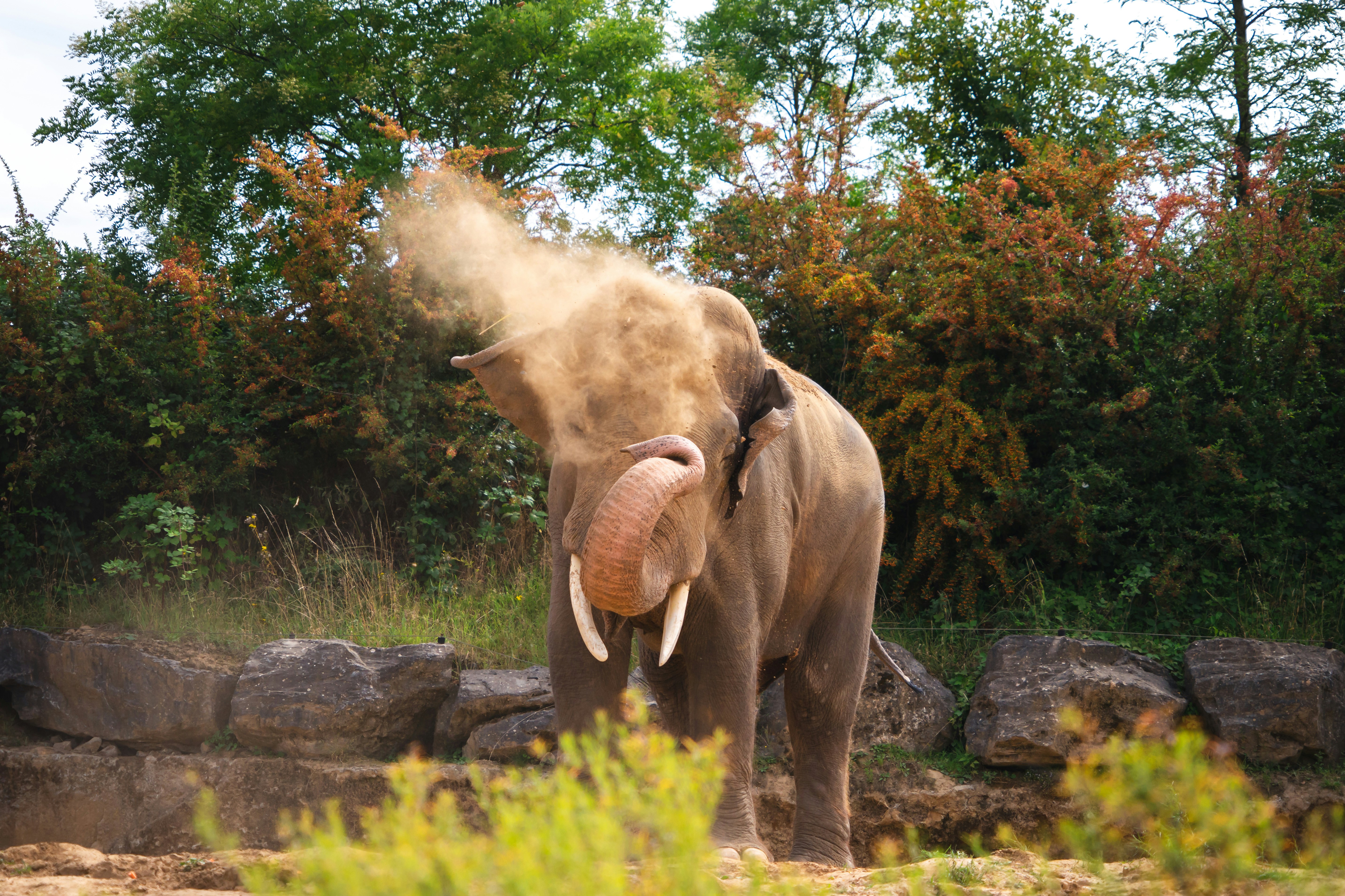 An elephant throws dust over its head.