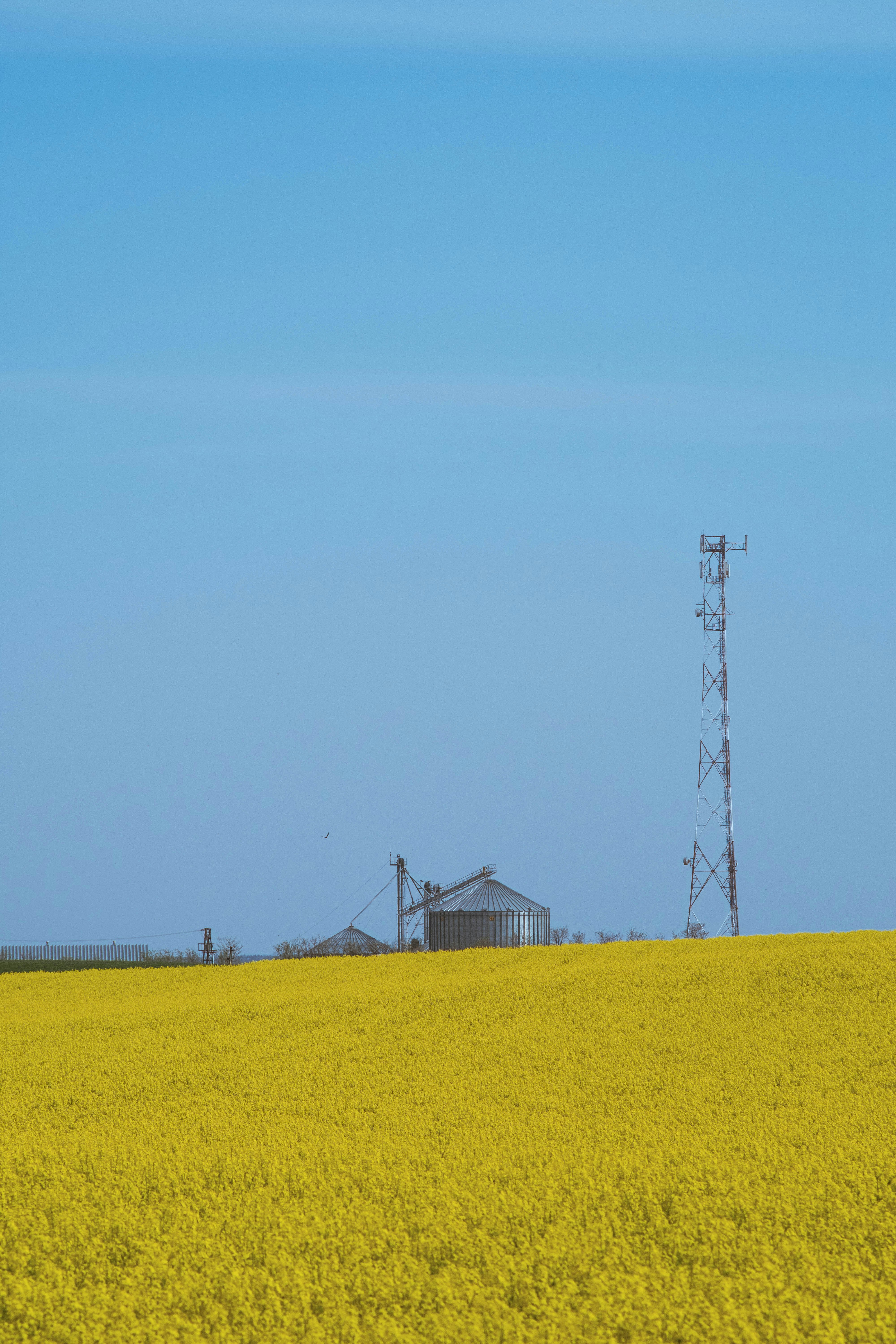 Canola Sea and Sky: Farmstead and Tower on the Horizon