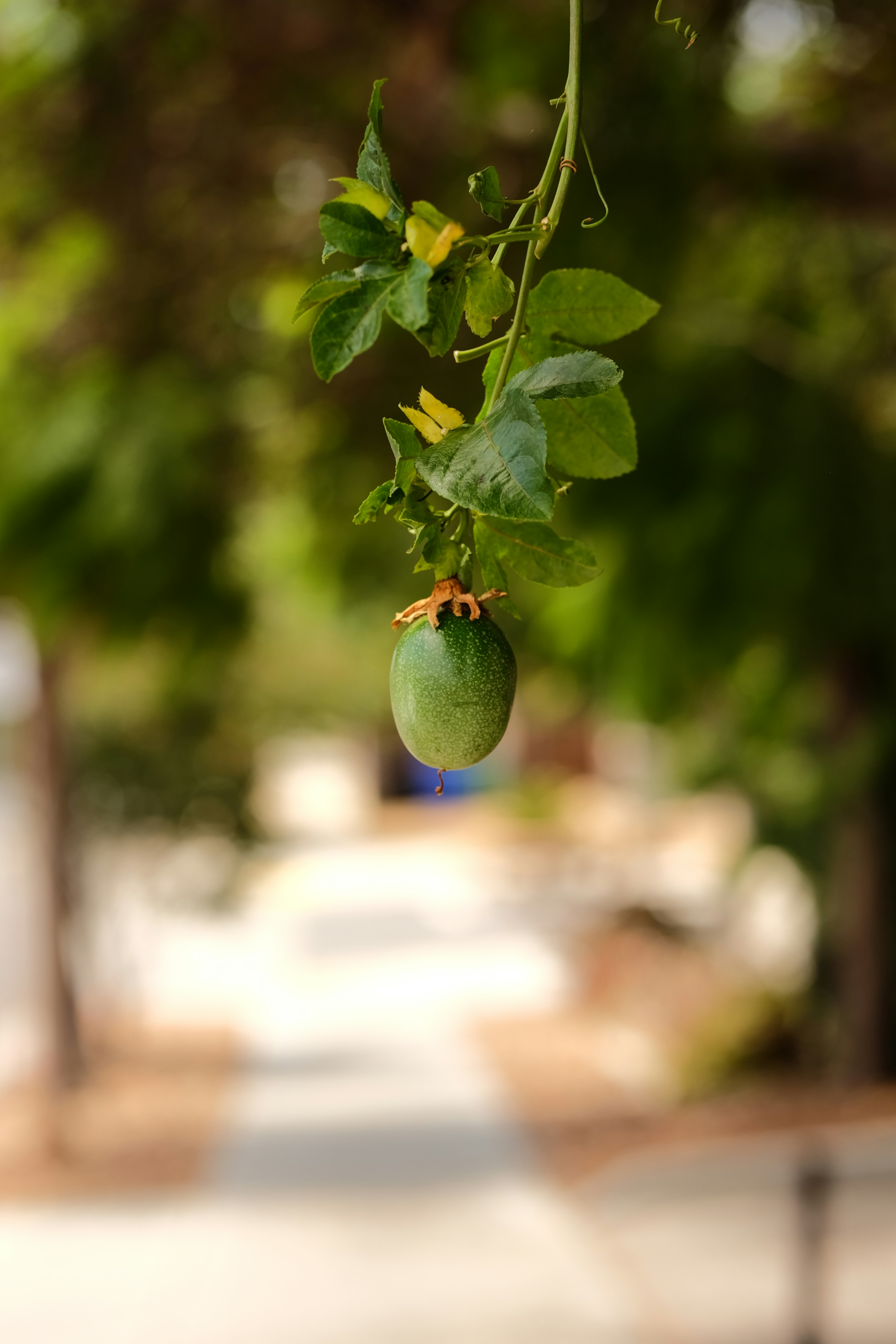 It takes time to bear fruit. | Green passion fruit hanging from a vine with flowers.