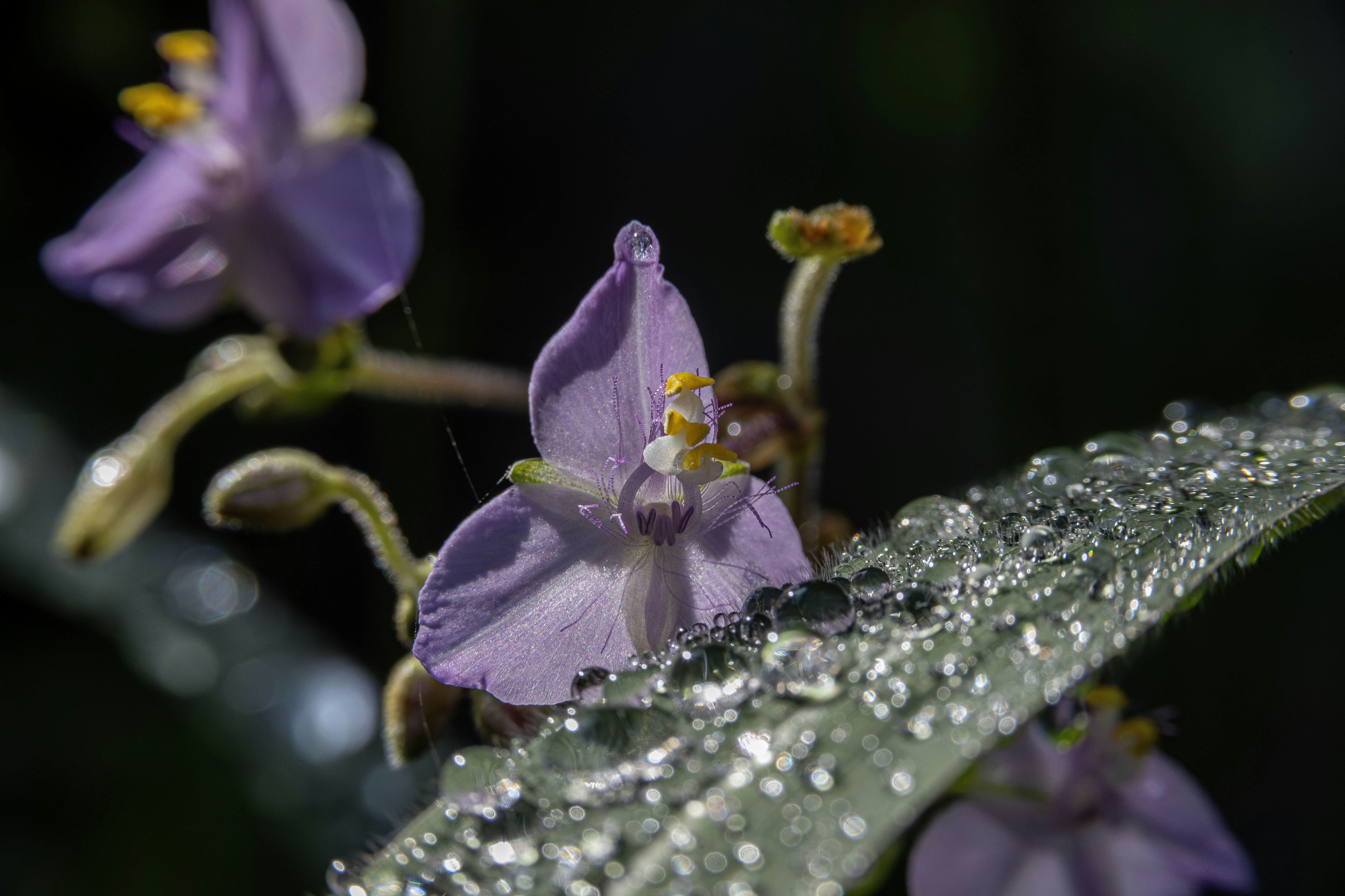 Whispers of Nature: A Floral Symphony