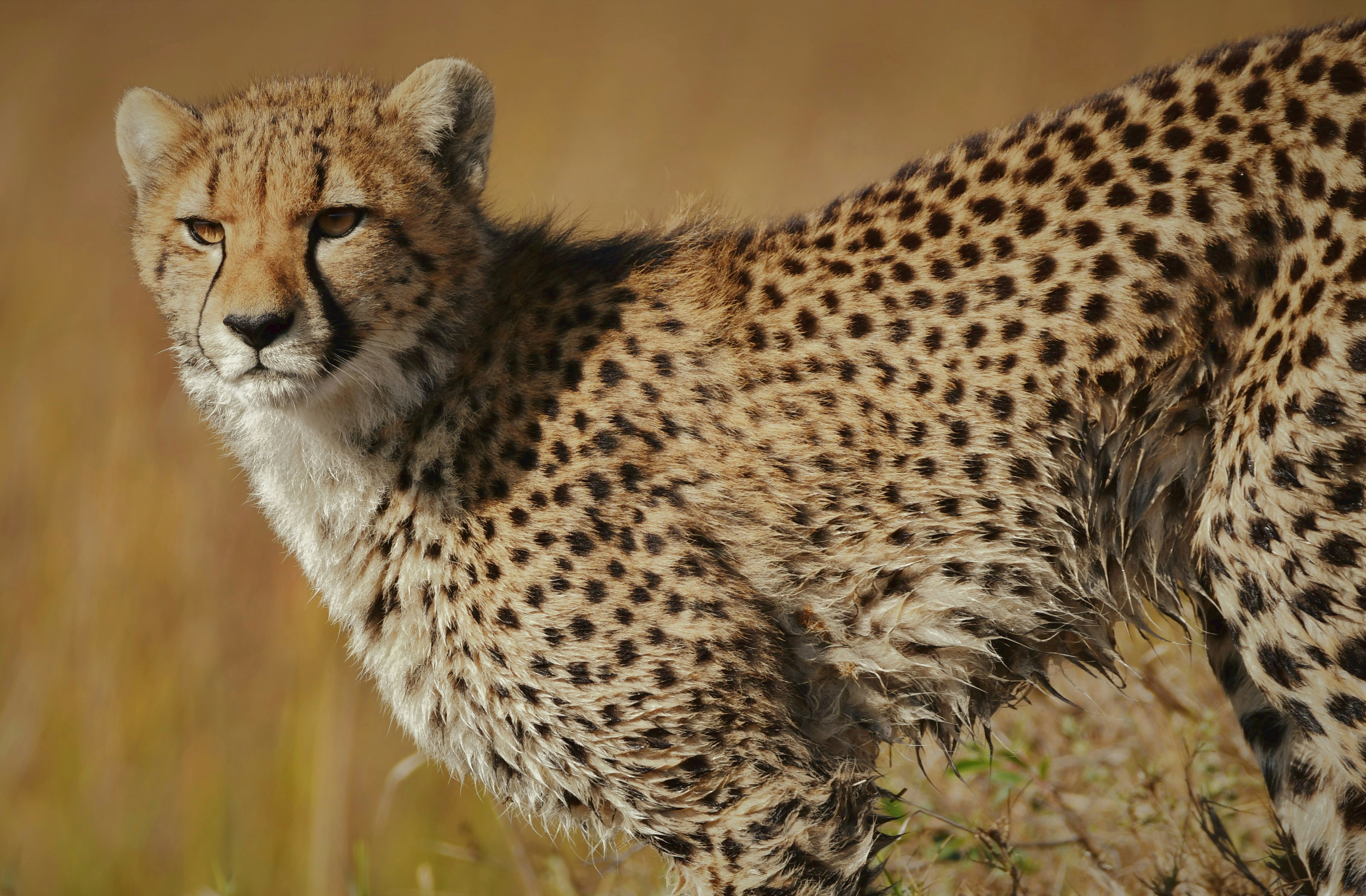 Silent Stalker of the Savannah