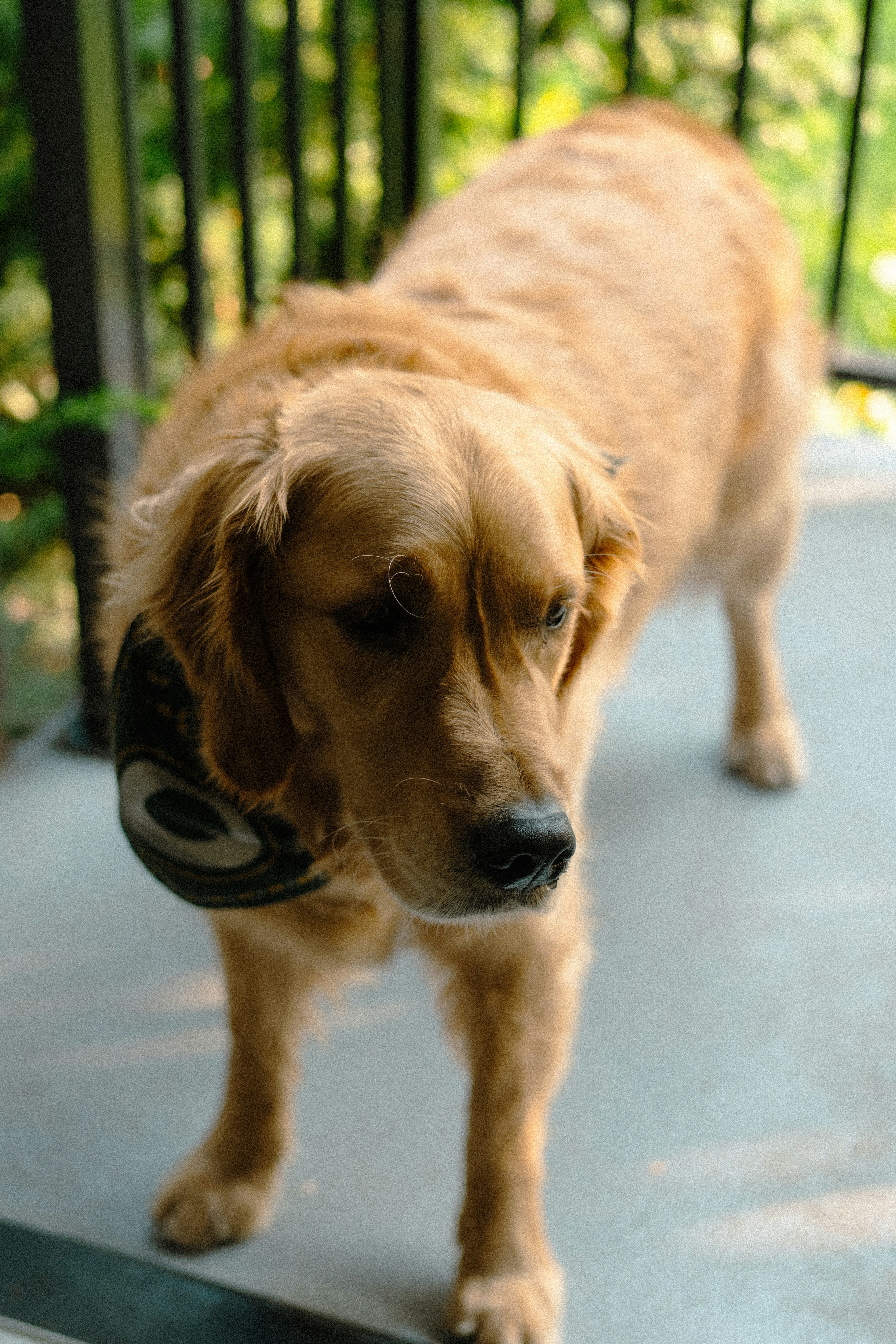 Quiet Gaze on a Sunlit Porch: A Golden Retriever Moment