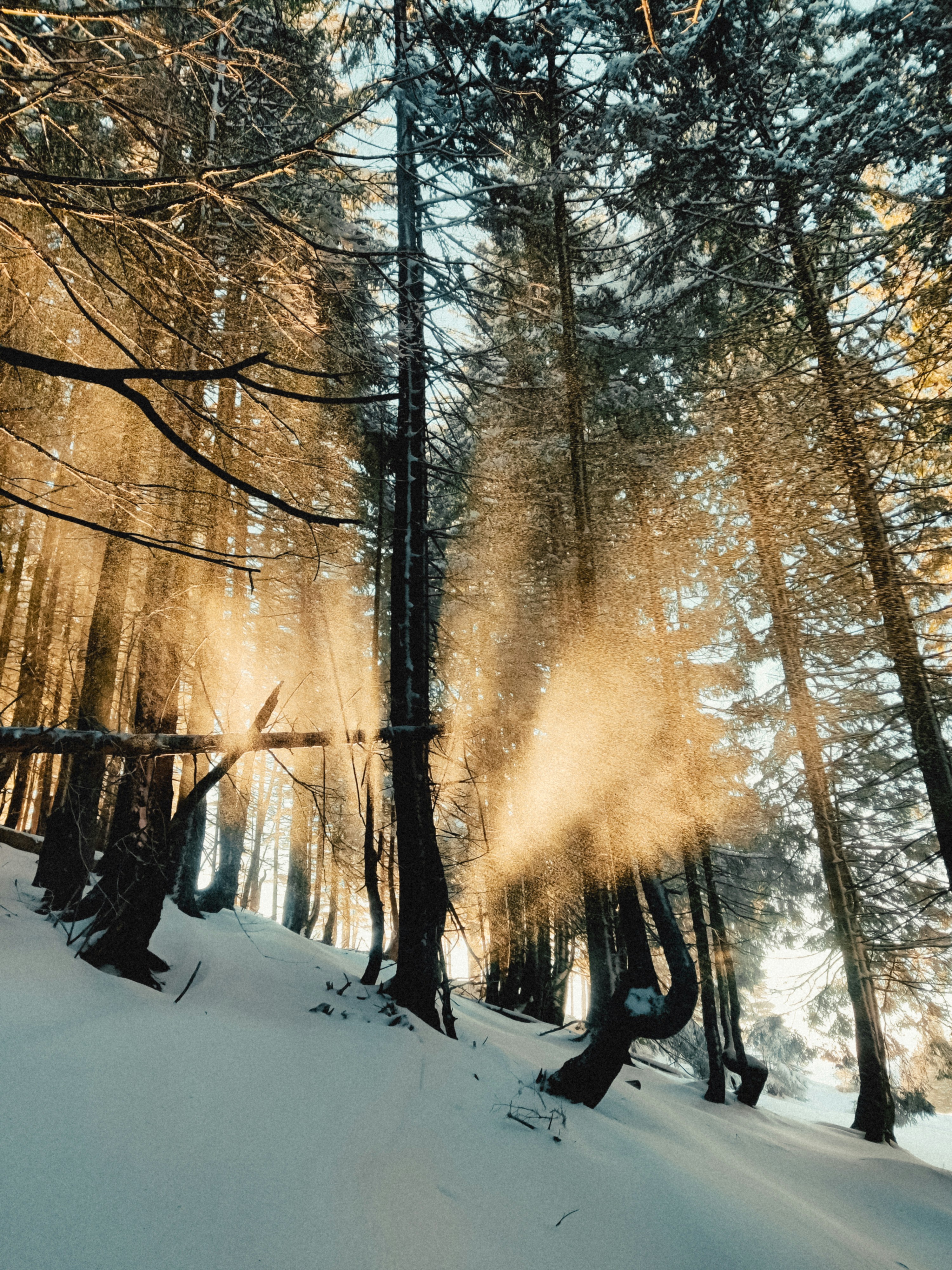 Moments of serenity in the wild. | Sunlight streams through snowy forest trees