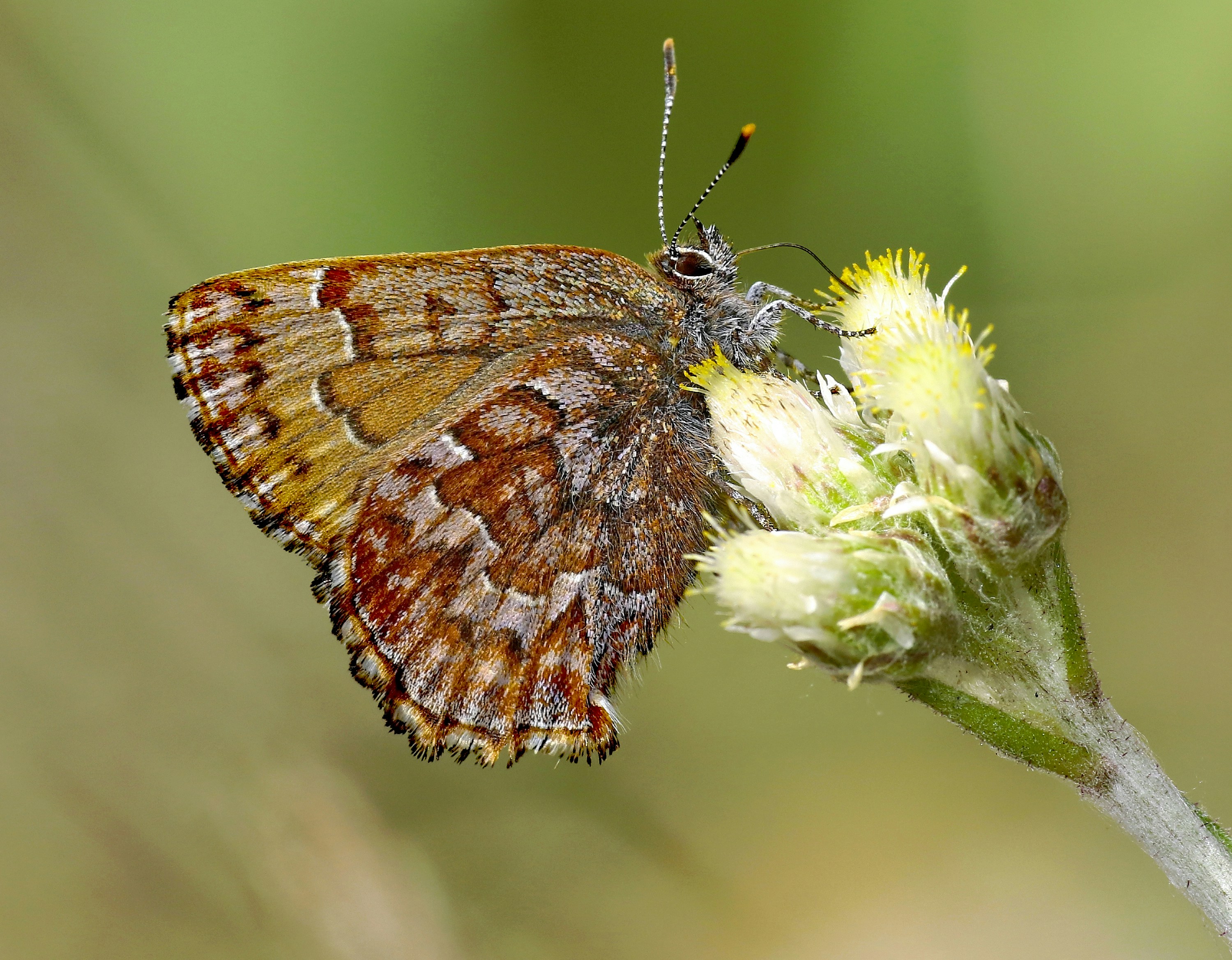 Delicate Dance of Nature's Artisan