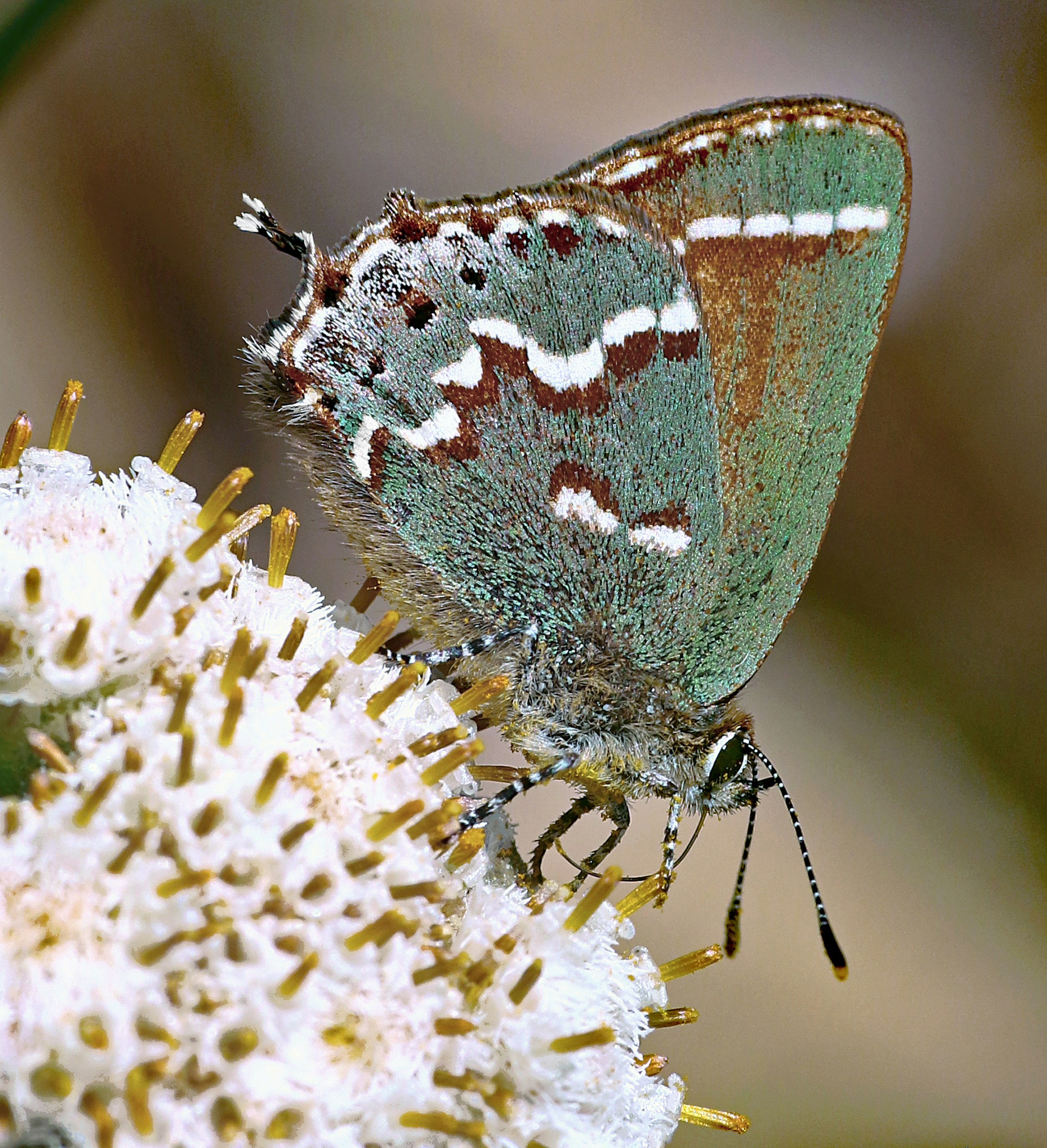 Whispers of Nature: The Butterfly's Embrace