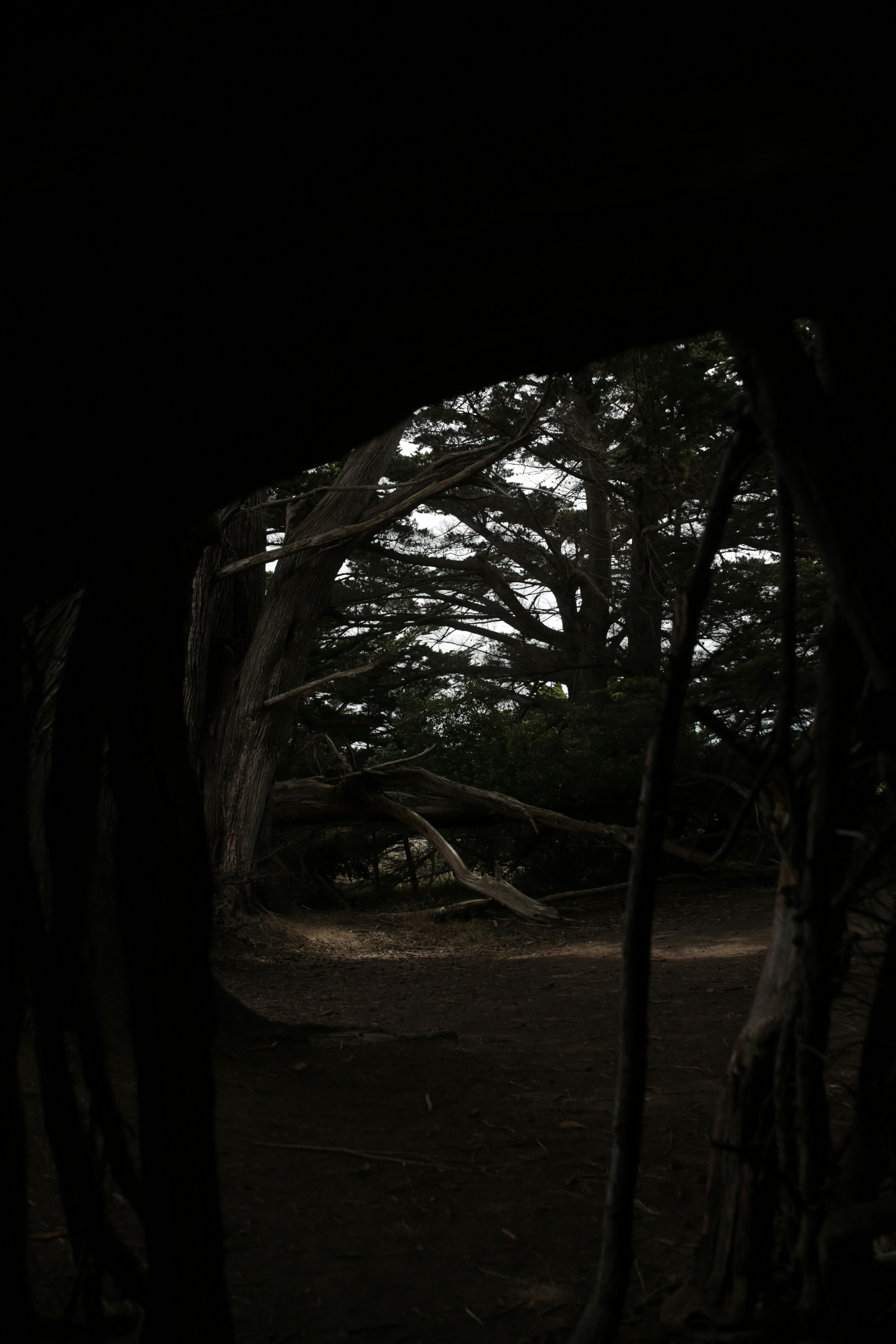 Dark forest path with large trees overhead