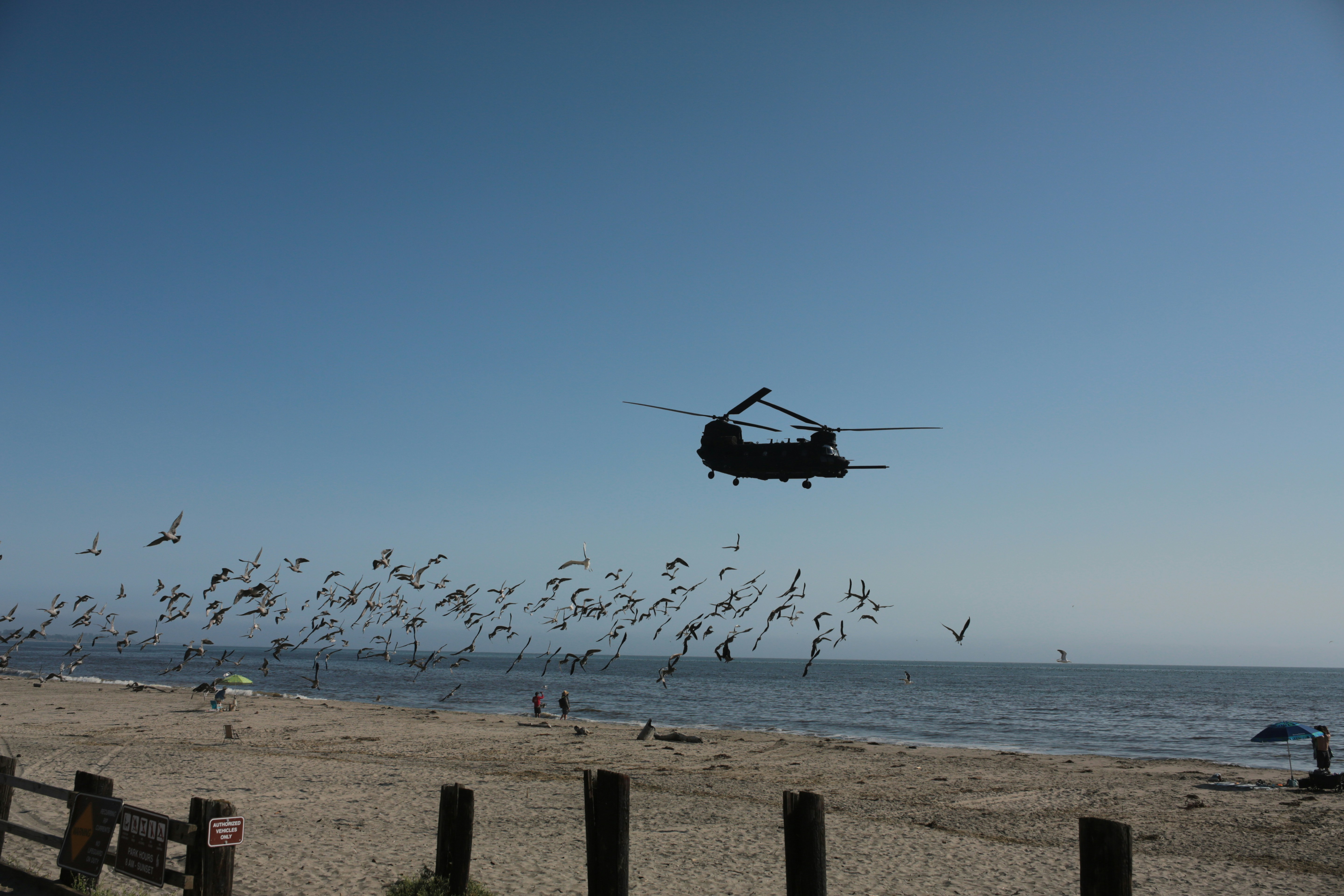 Helicopter Over the Shore: A Flight Above a Gulls-filled Beach