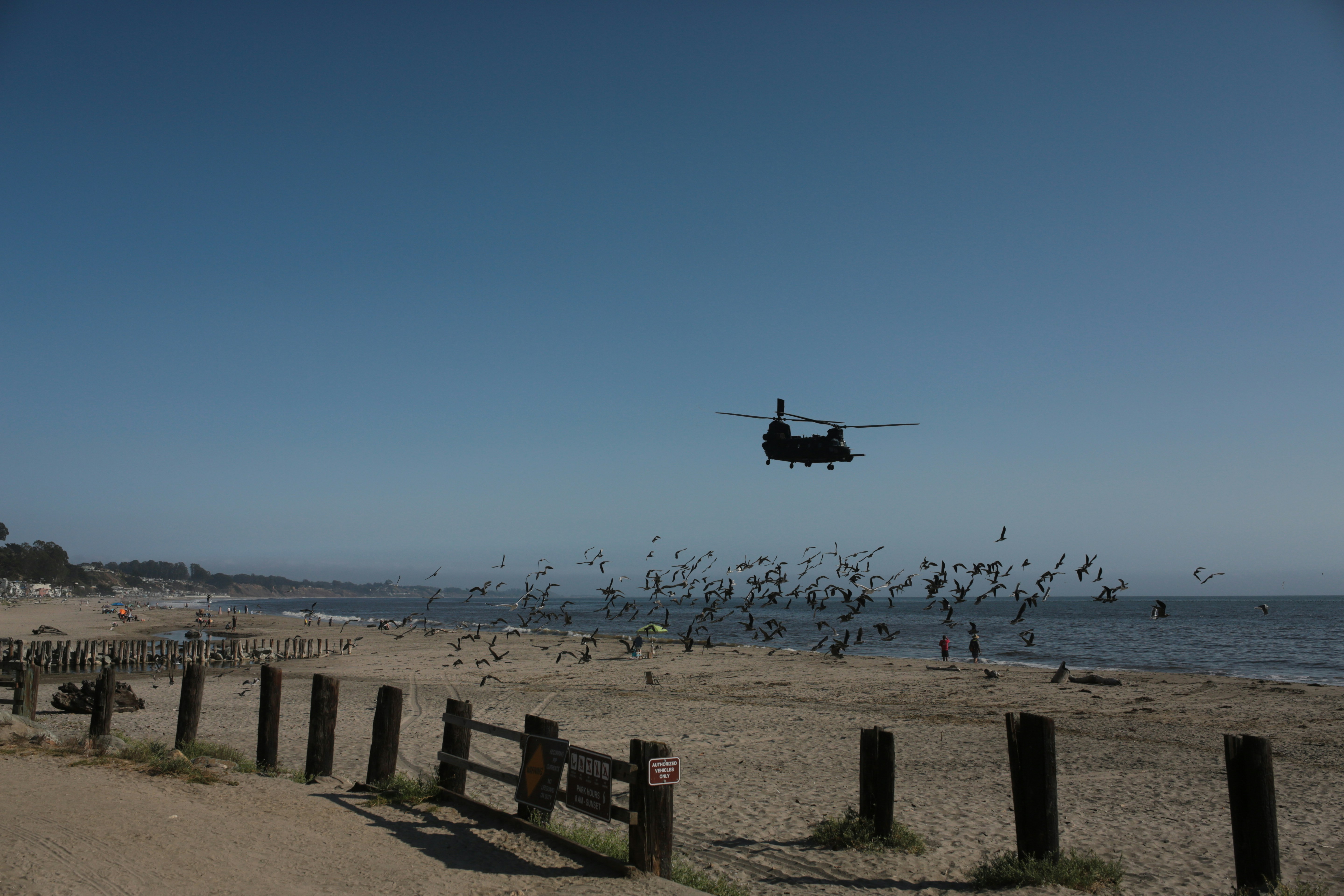 Military helicopter hovering above a sandy beach as birds take flight, capturing a moment of interaction between technology and nature.