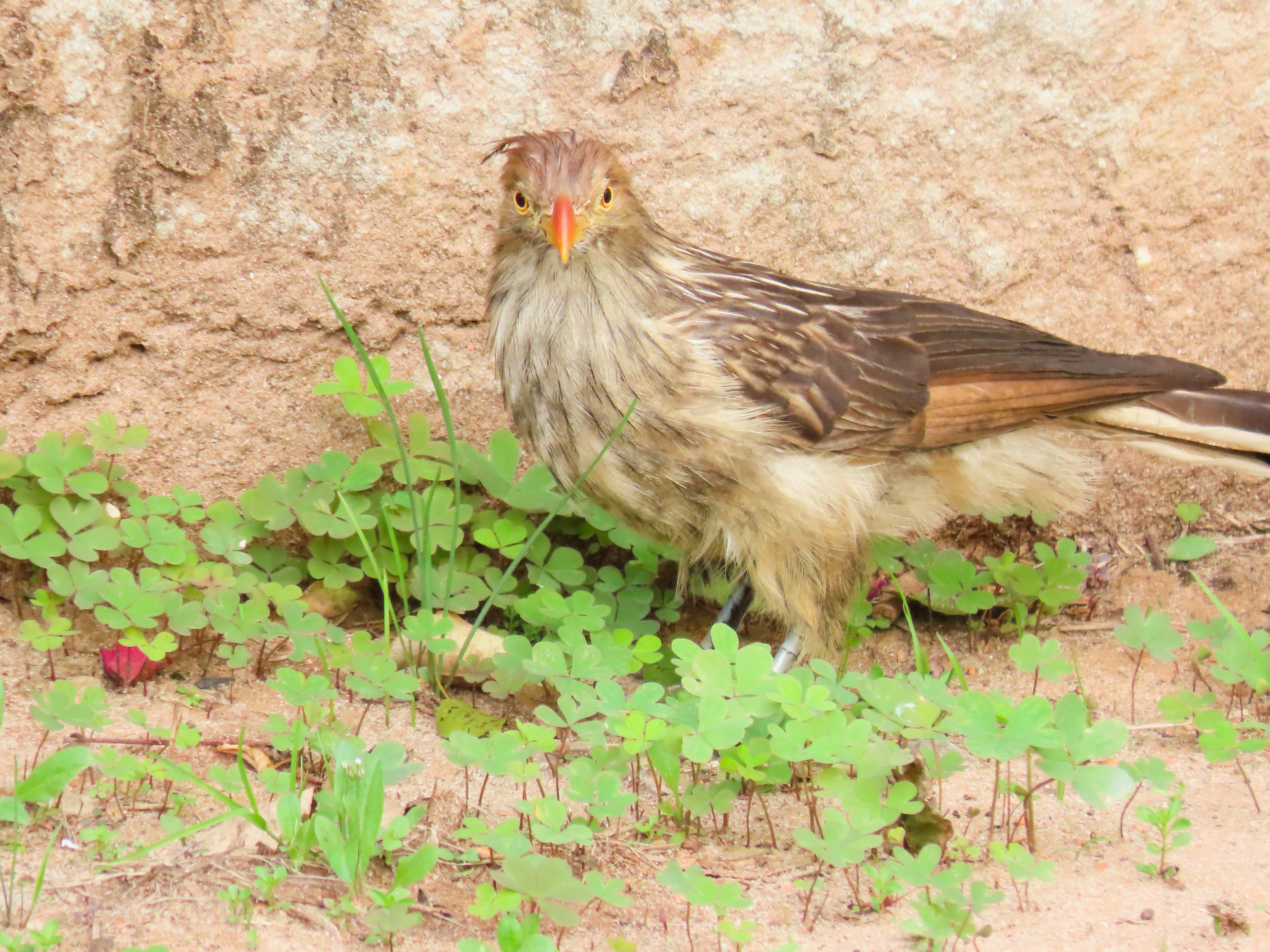 A bird with distinctive plumage stands amidst lush green clover, showcasing its inquisitive nature against a textured backdrop.