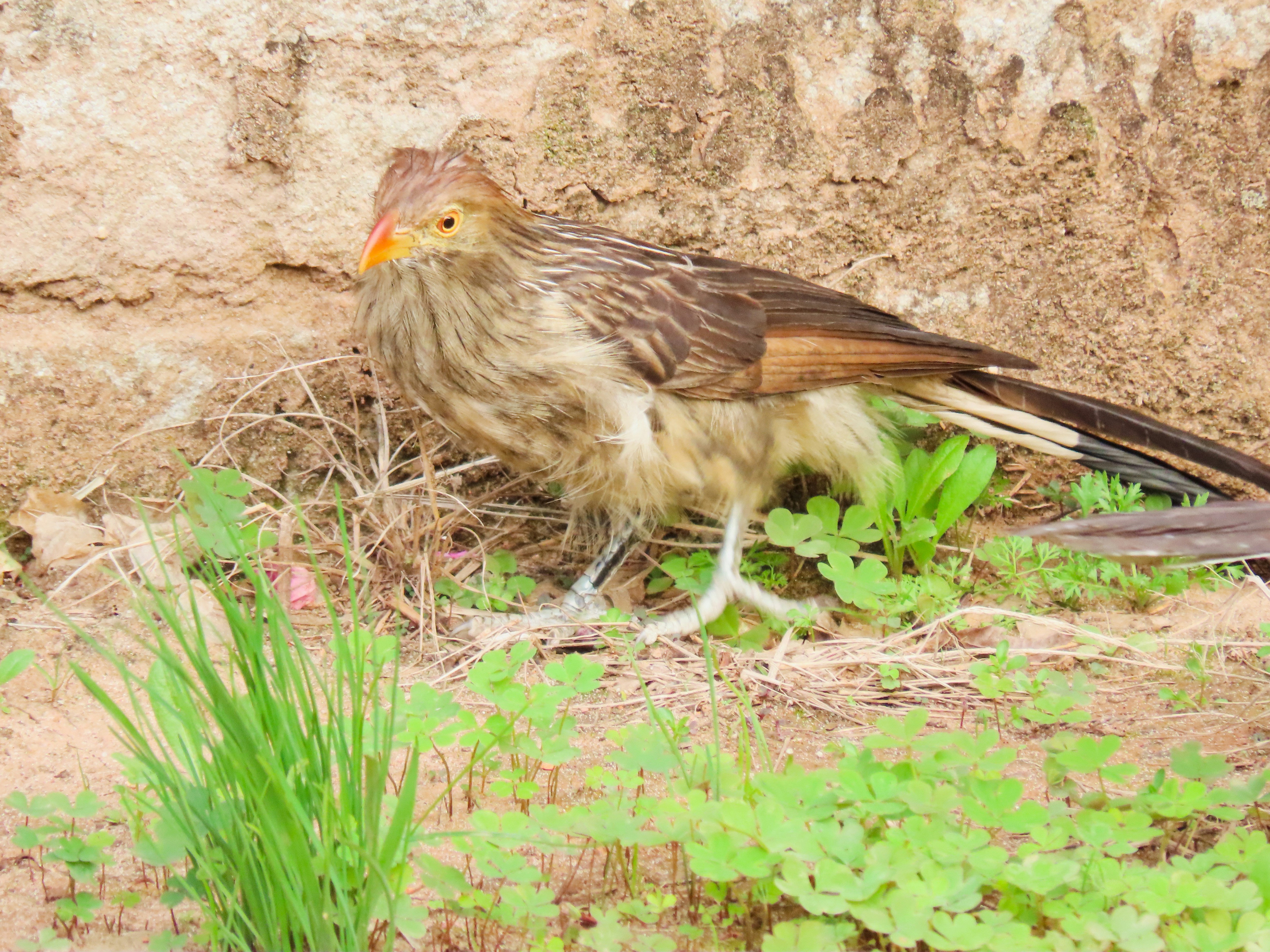 The Curious Forager: A Bird's Day Out