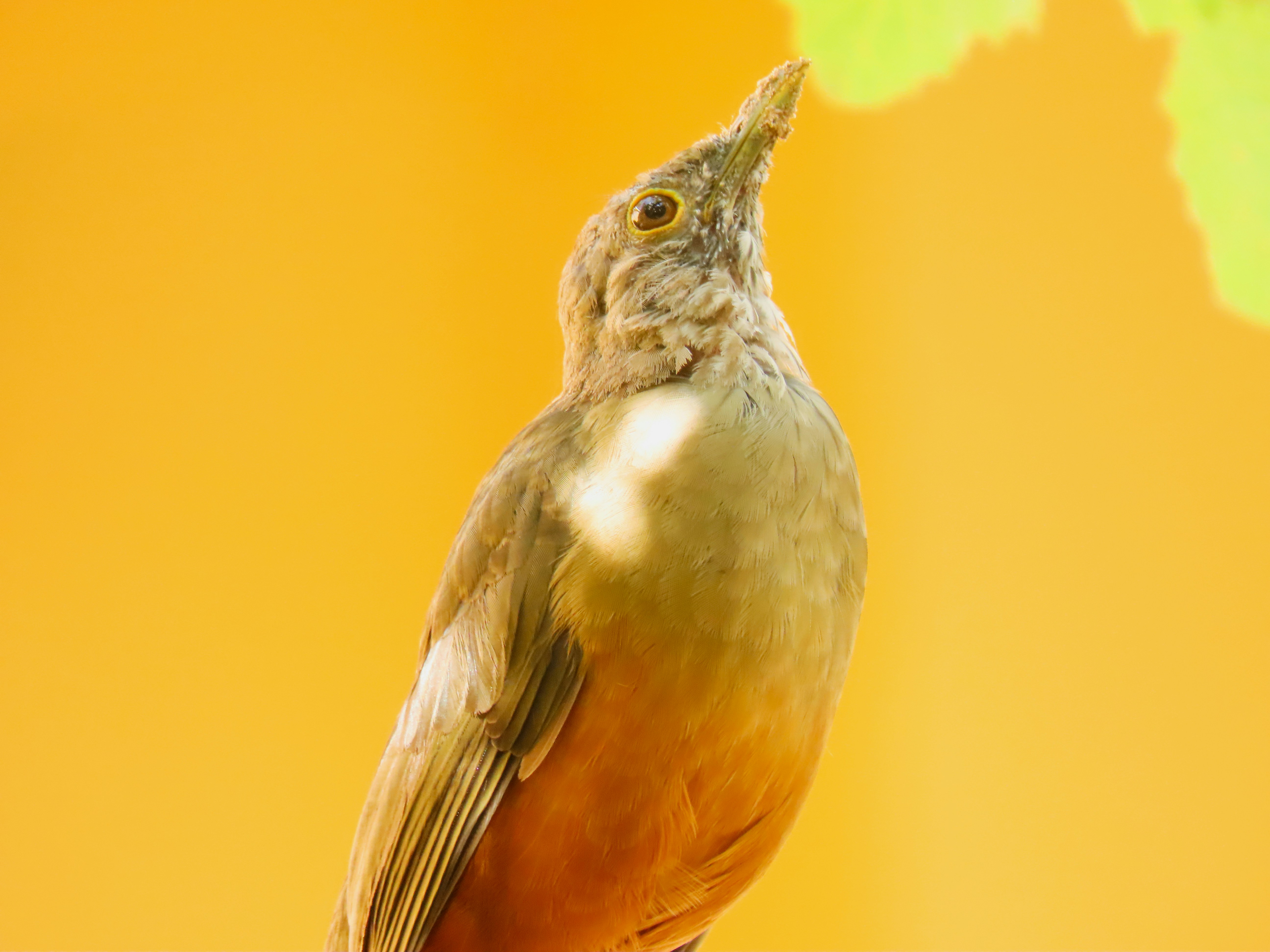 Sabiá-laranjeira/Rufous-bellied Thrush (Turdus rufiventris) | A bird with brown and orange feathers looks up.