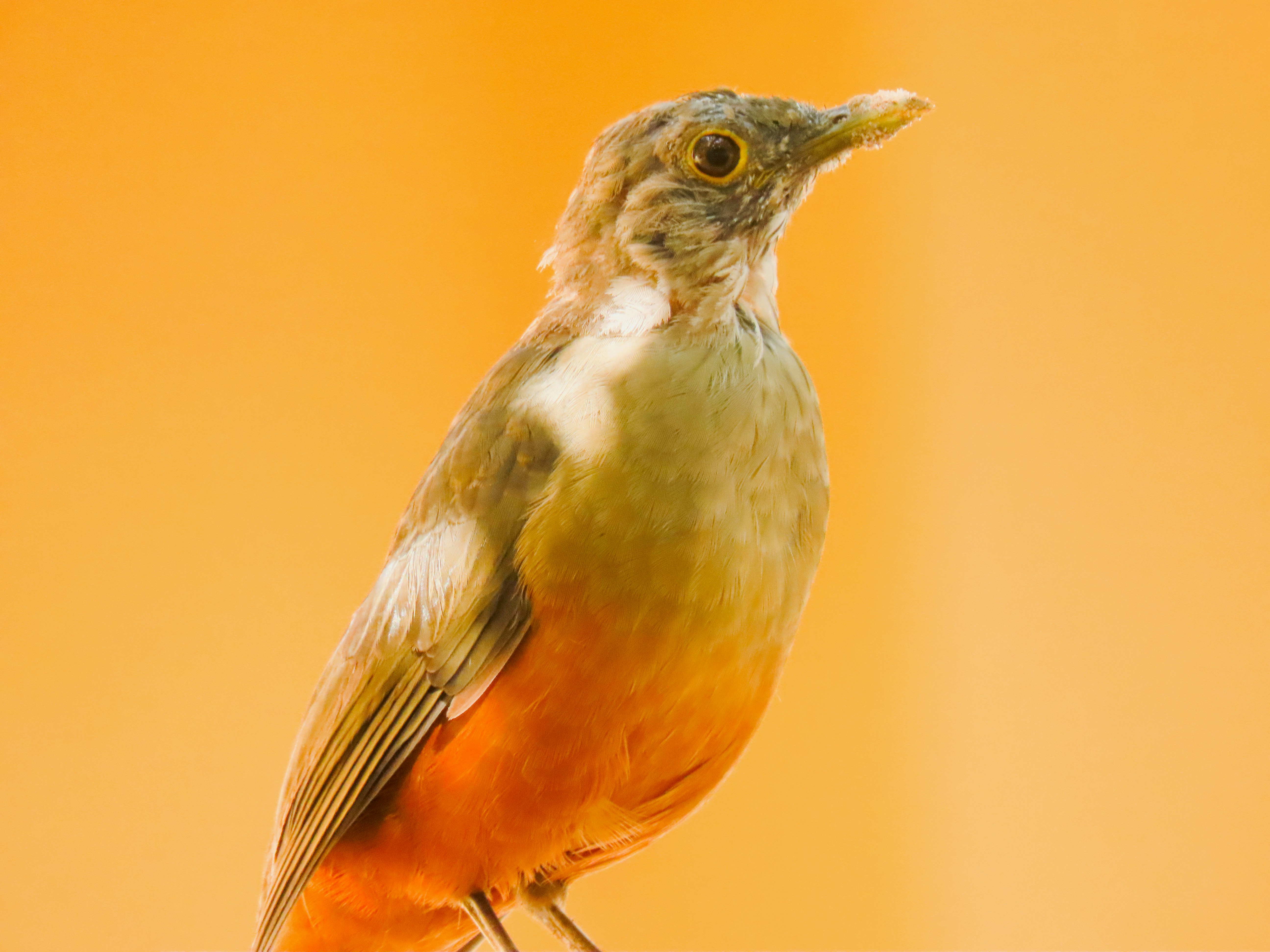 Sabiá-laranjeira/Rufous-bellied Thrush (Turdus rufiventris)