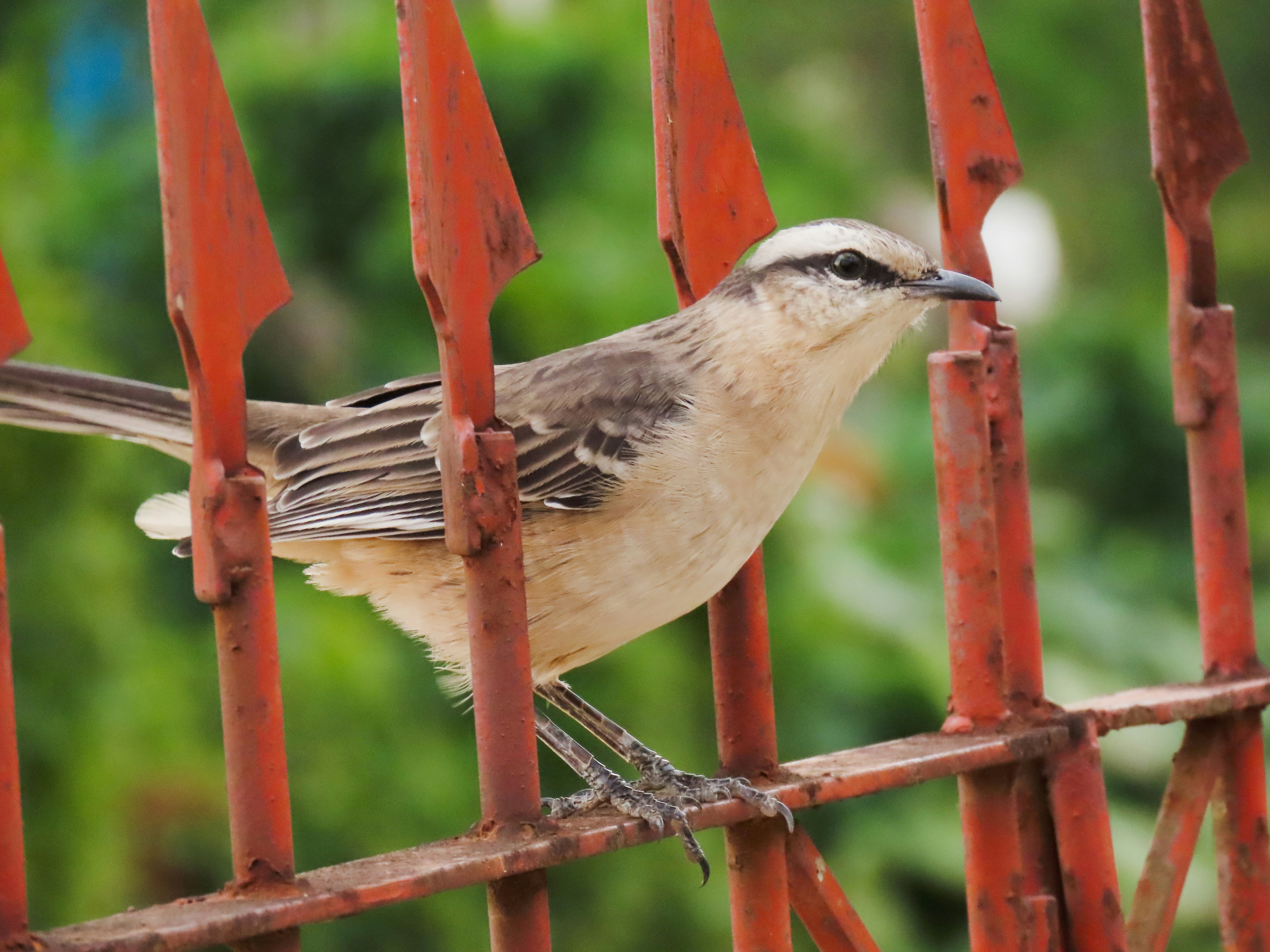 A Quiet Perch: Small Passerine Graces a Weathered Red Fence