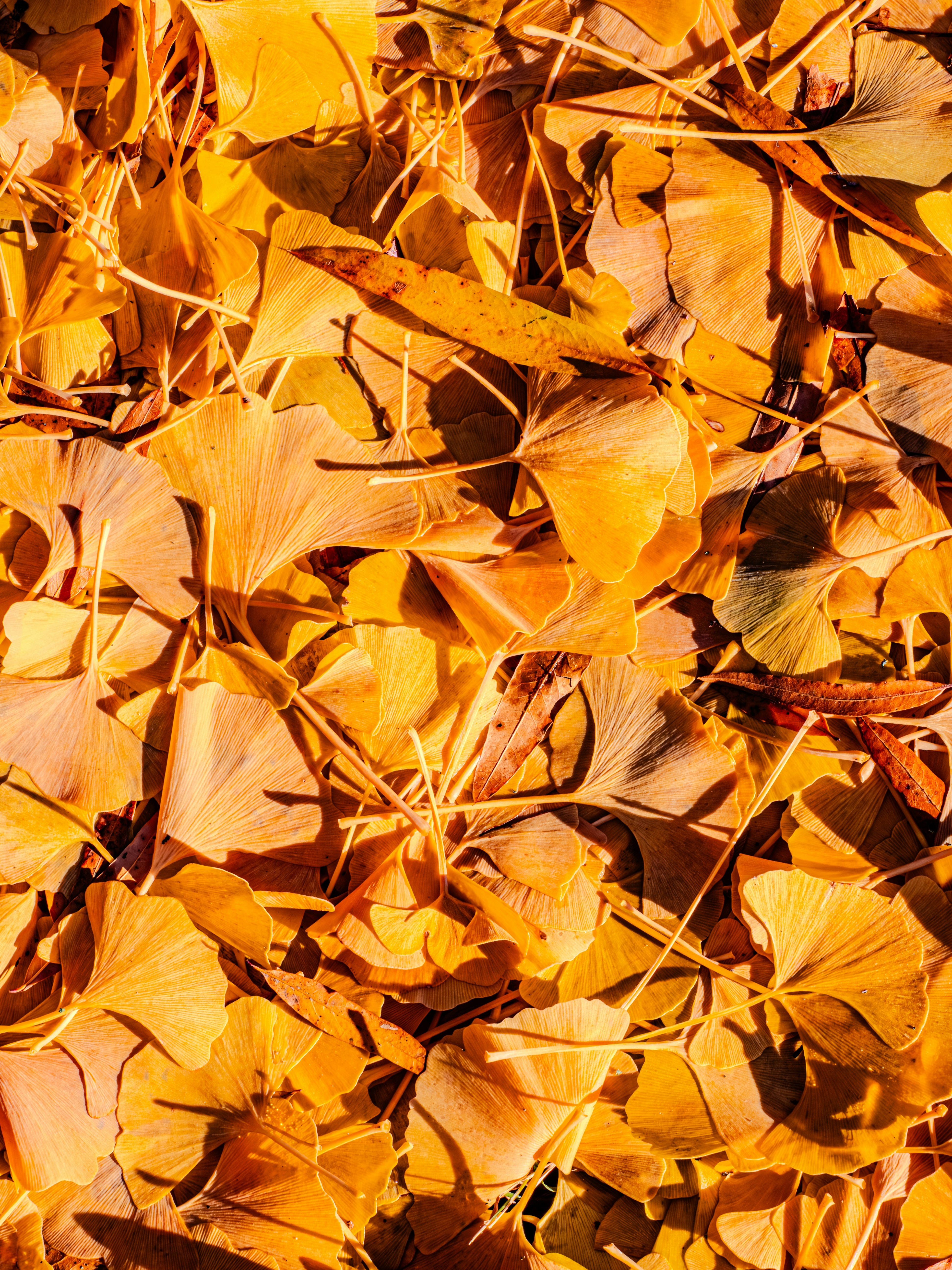 Golden Tapestry of Autumn's Embrace