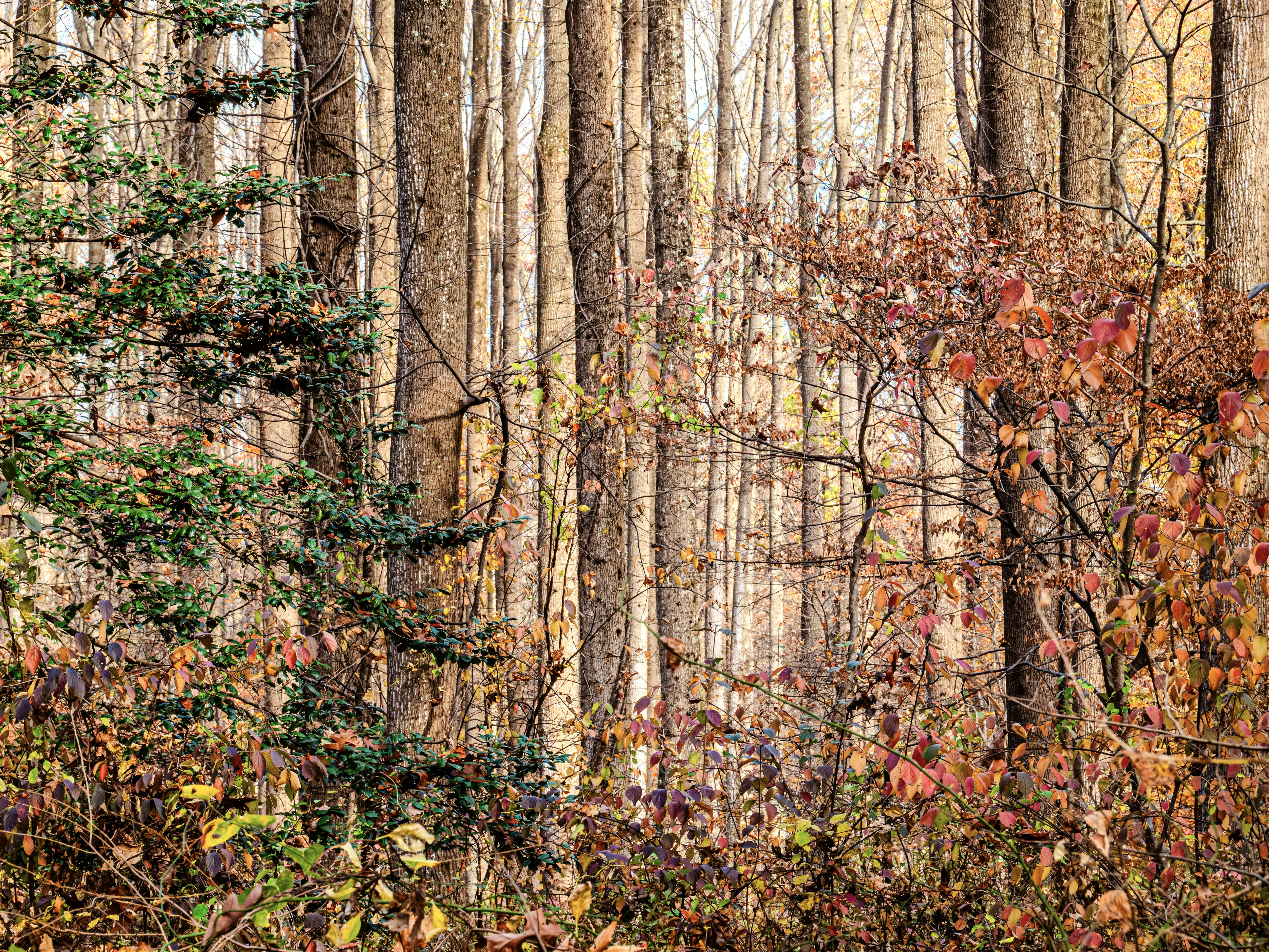 A serene forest scene showcasing tall trees with autumn foliage, interspersed with vibrant underbrush. The interplay of light and shadow highlights the seasonal transition.