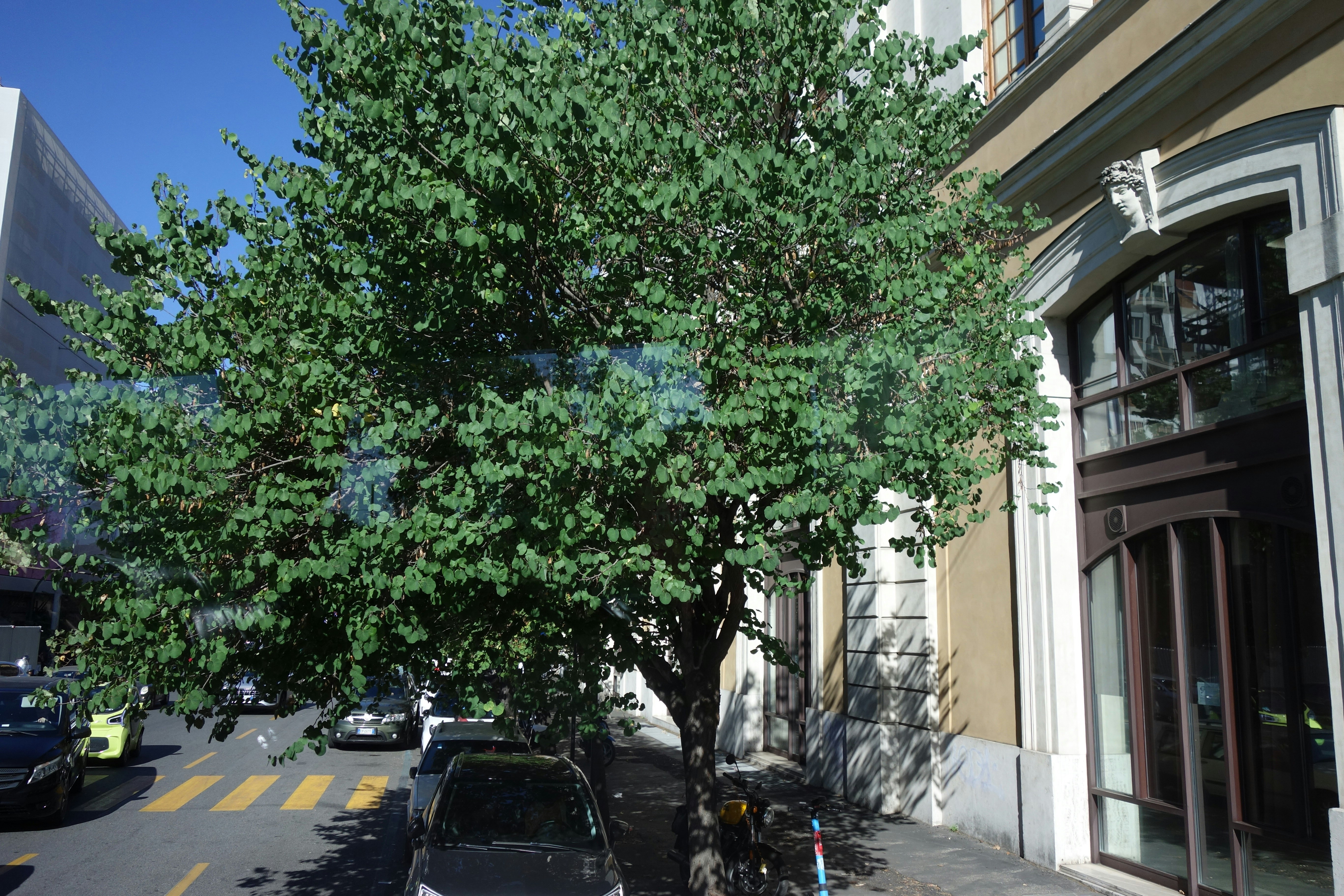 Verdant Canopy Framing a Sunlit City Block