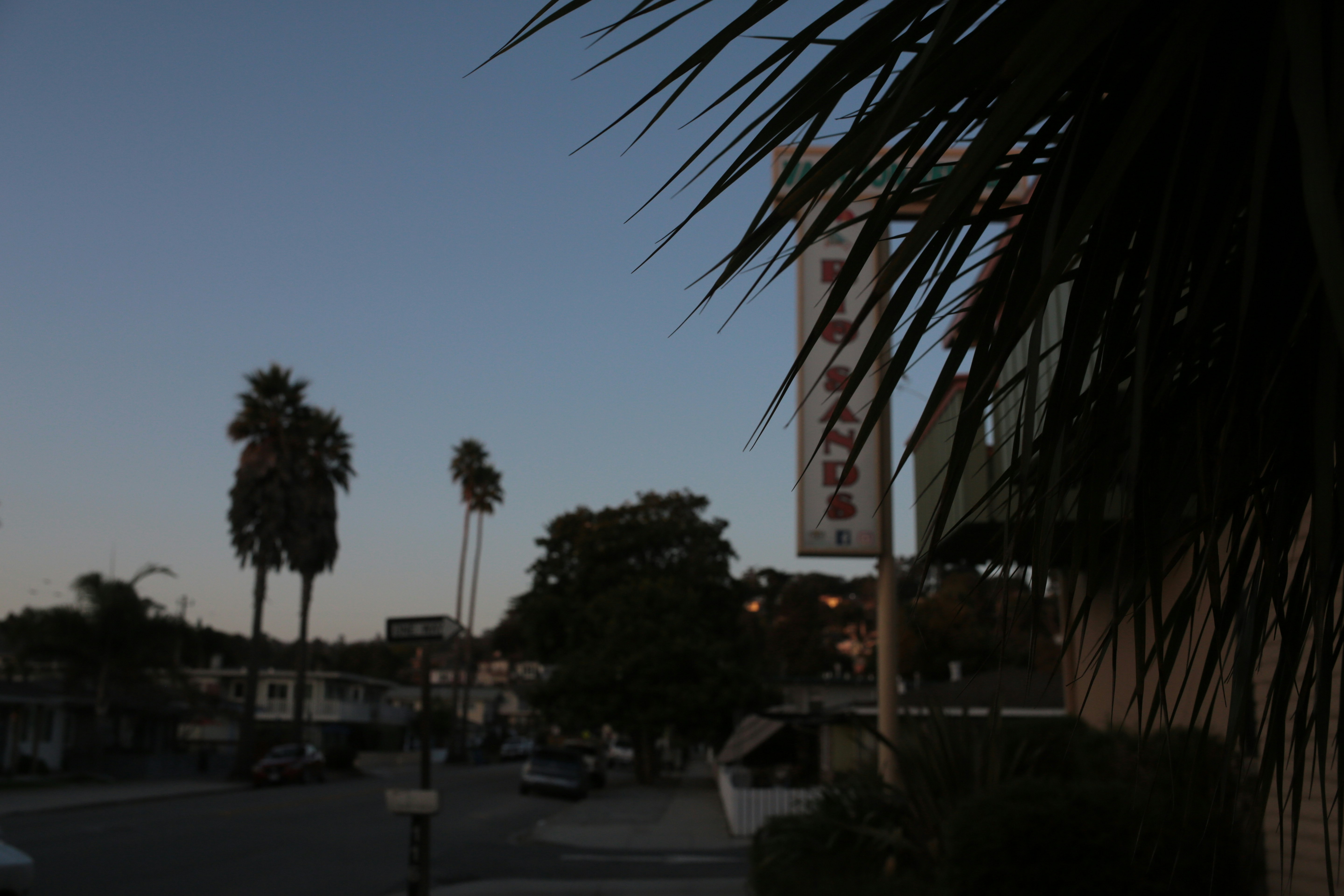 Palm trees and a sign on a street at dusk.