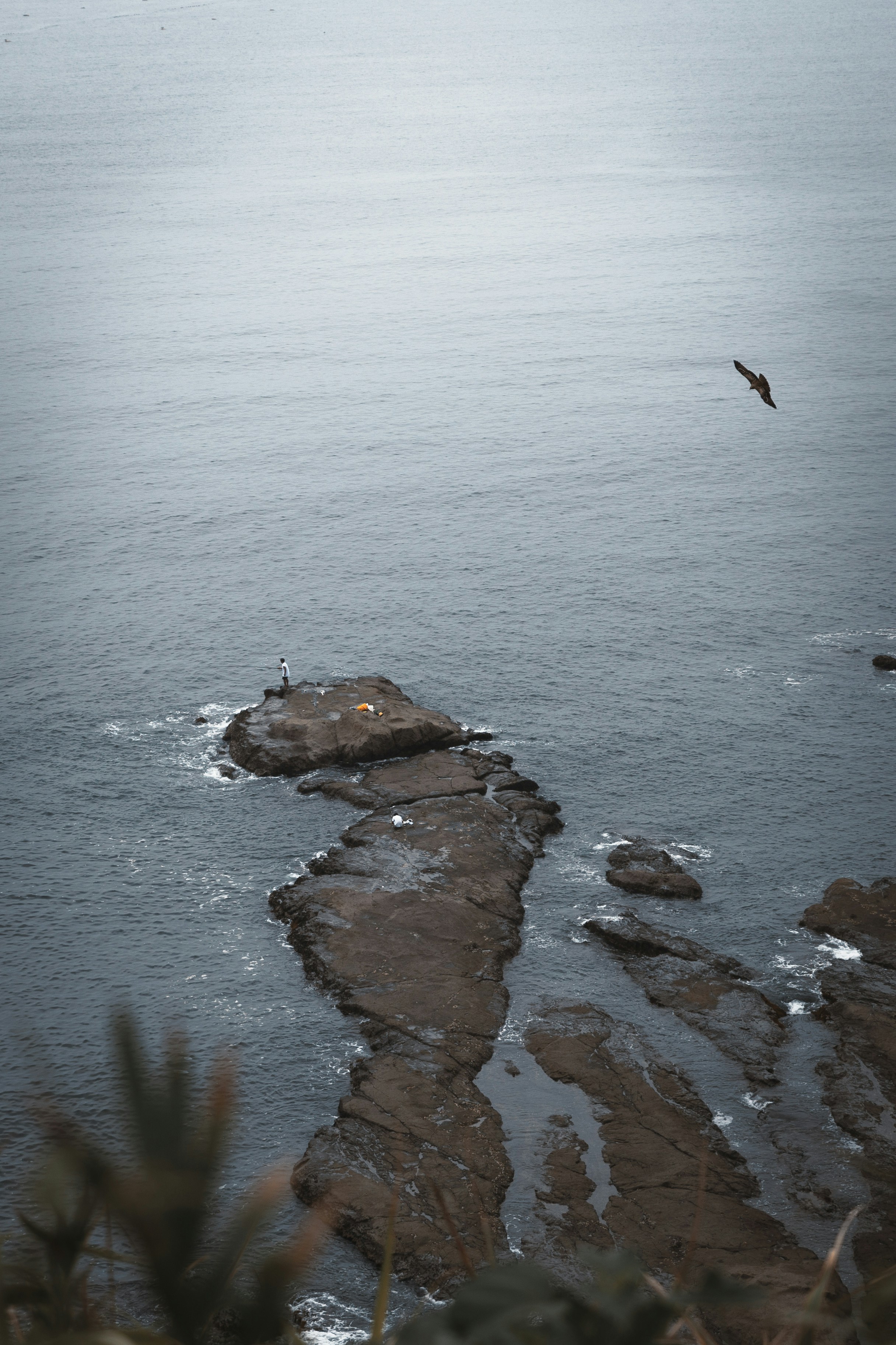 Bird flying over rocky coastline and ocean.