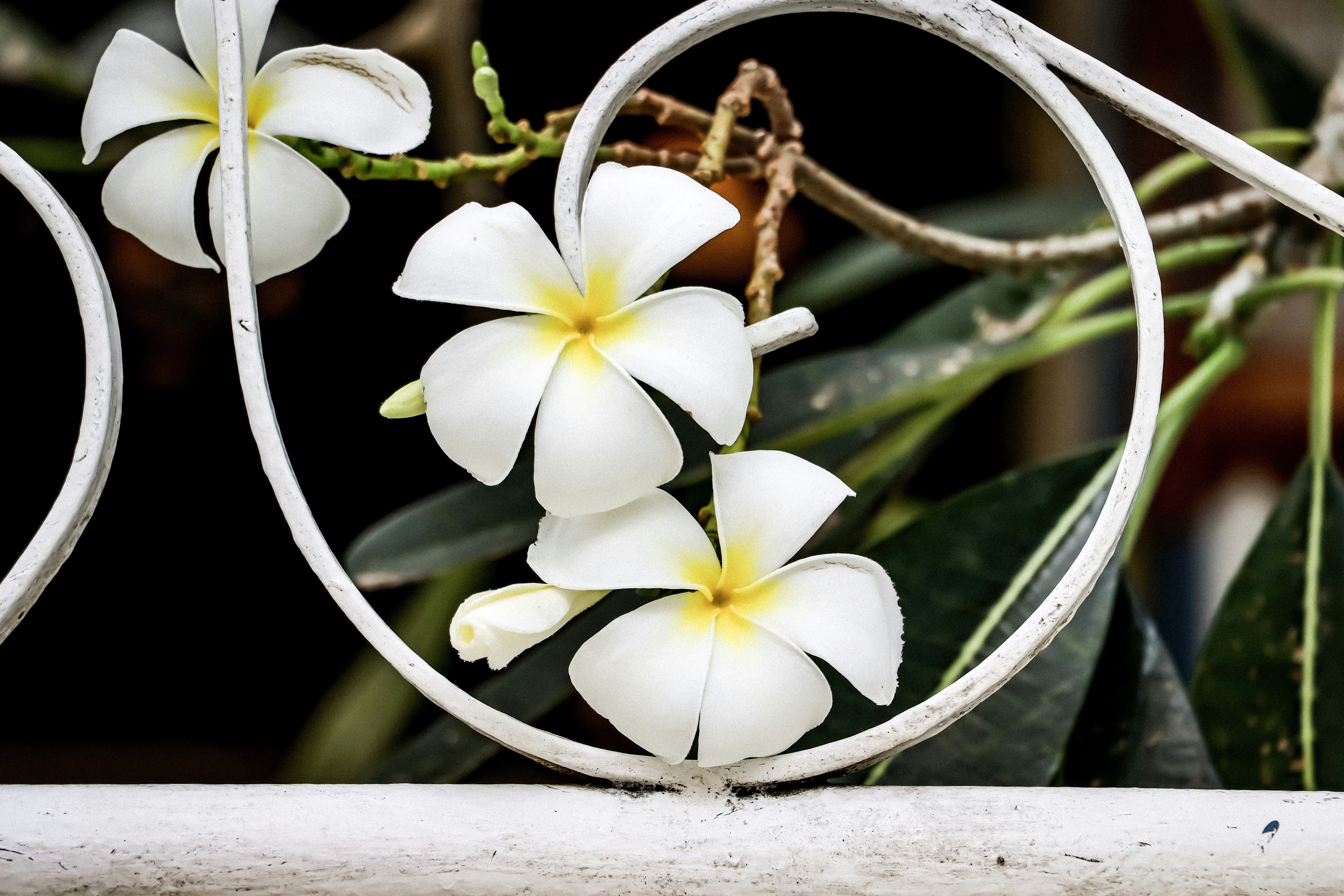 Curved Frames and Fragrant Blooms: Plumeria Among White Circles