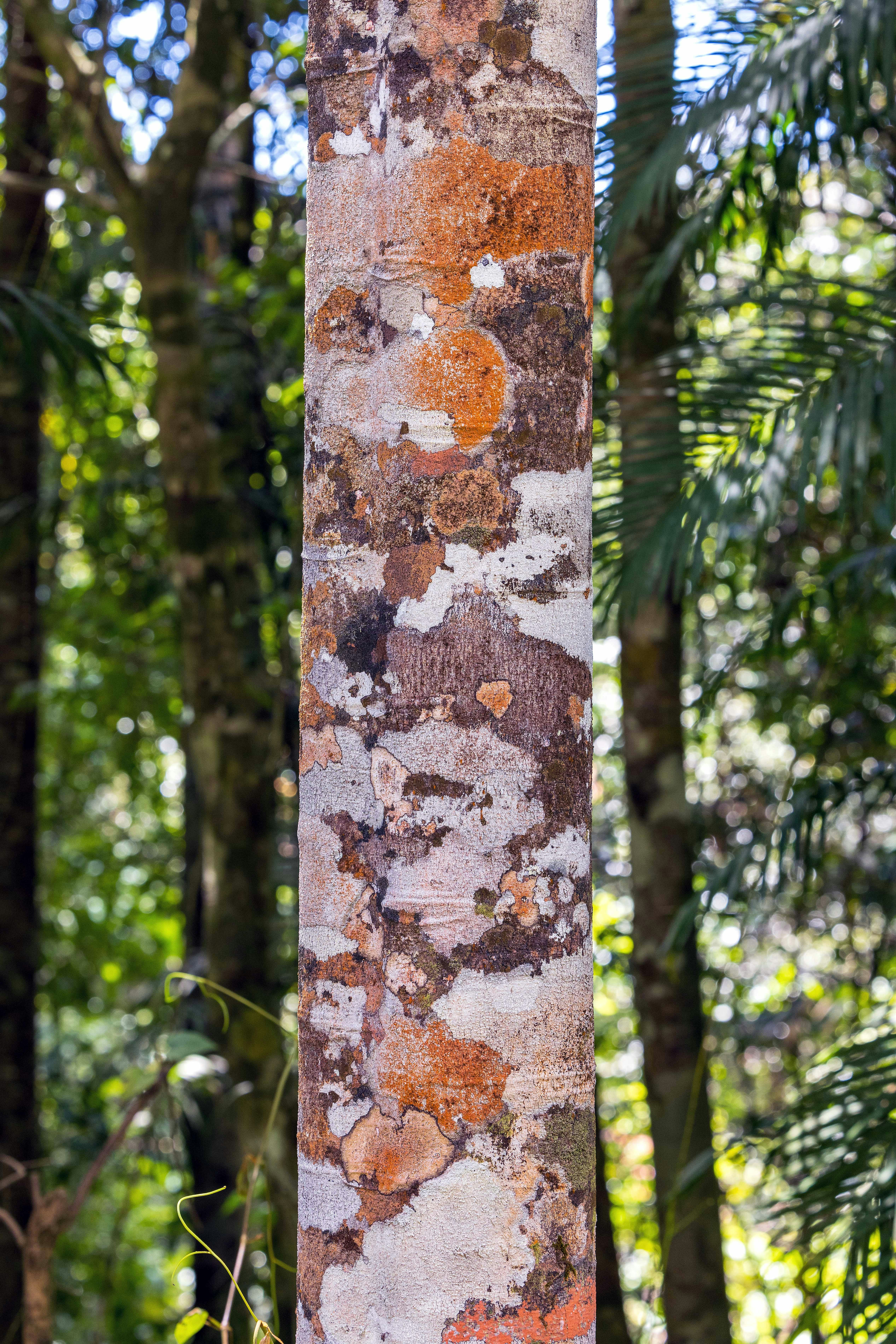 Lichens growing on a tree trunk in the rain forest at the top of the Gillies Range in Australia. | Tree trunk with colorful lichen in a forest