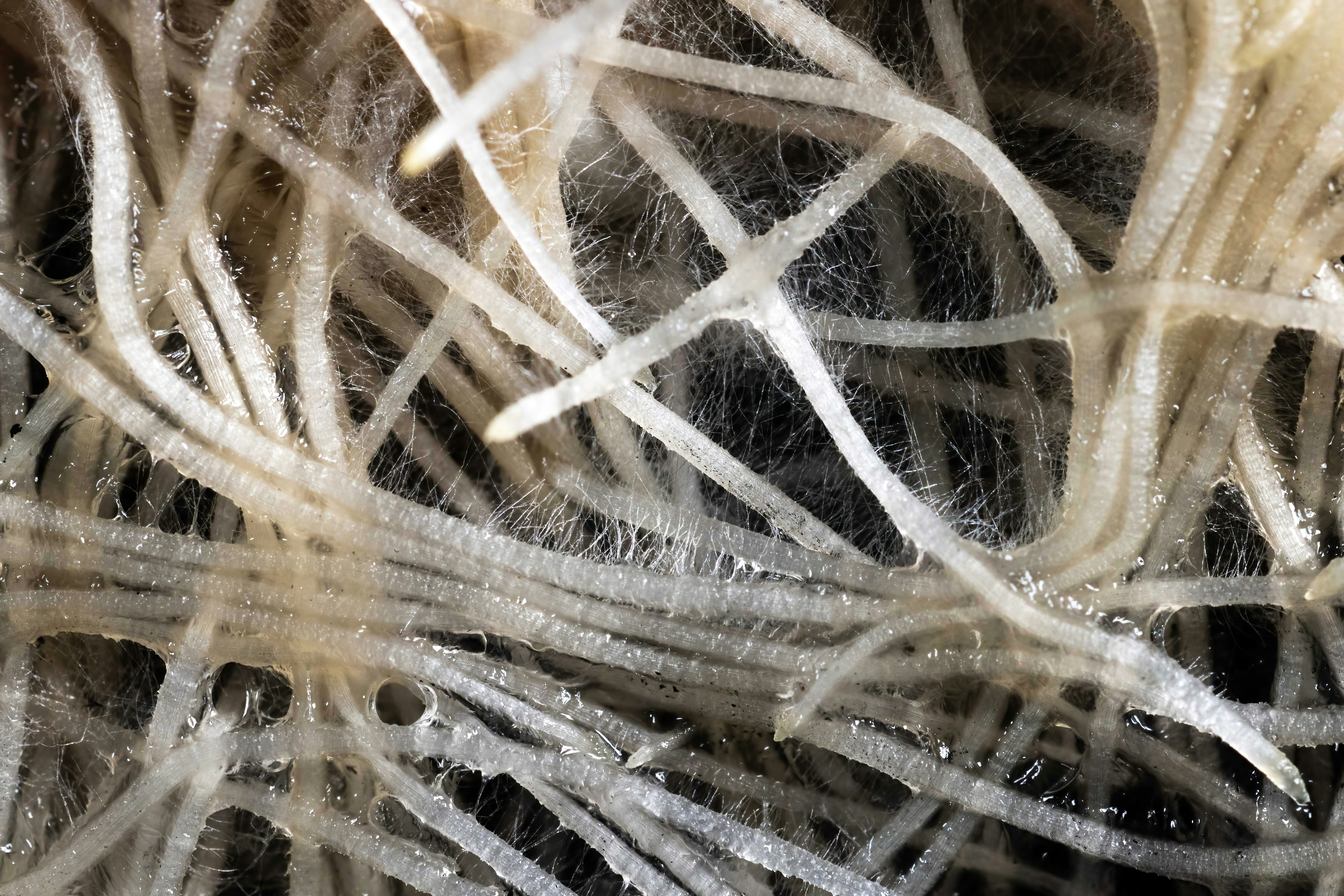 Macro photo of root hairs and roots of wheat sprouts. | Close-up of plant roots with fine root hairs