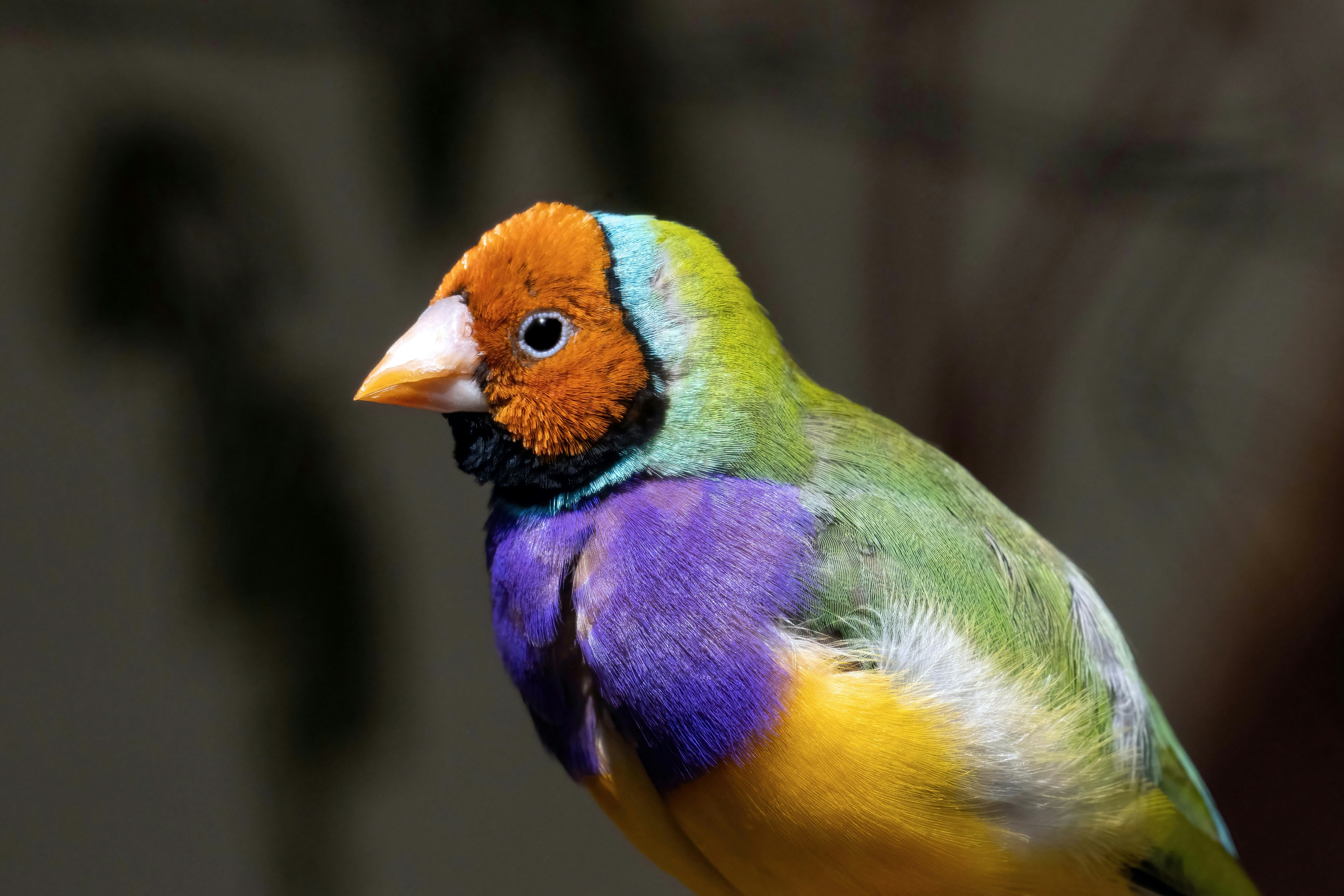 A Gouldian Finch. Birdworld, Kuranda, Australia. | A colorful gouldian finch bird with vibrant plumage.
