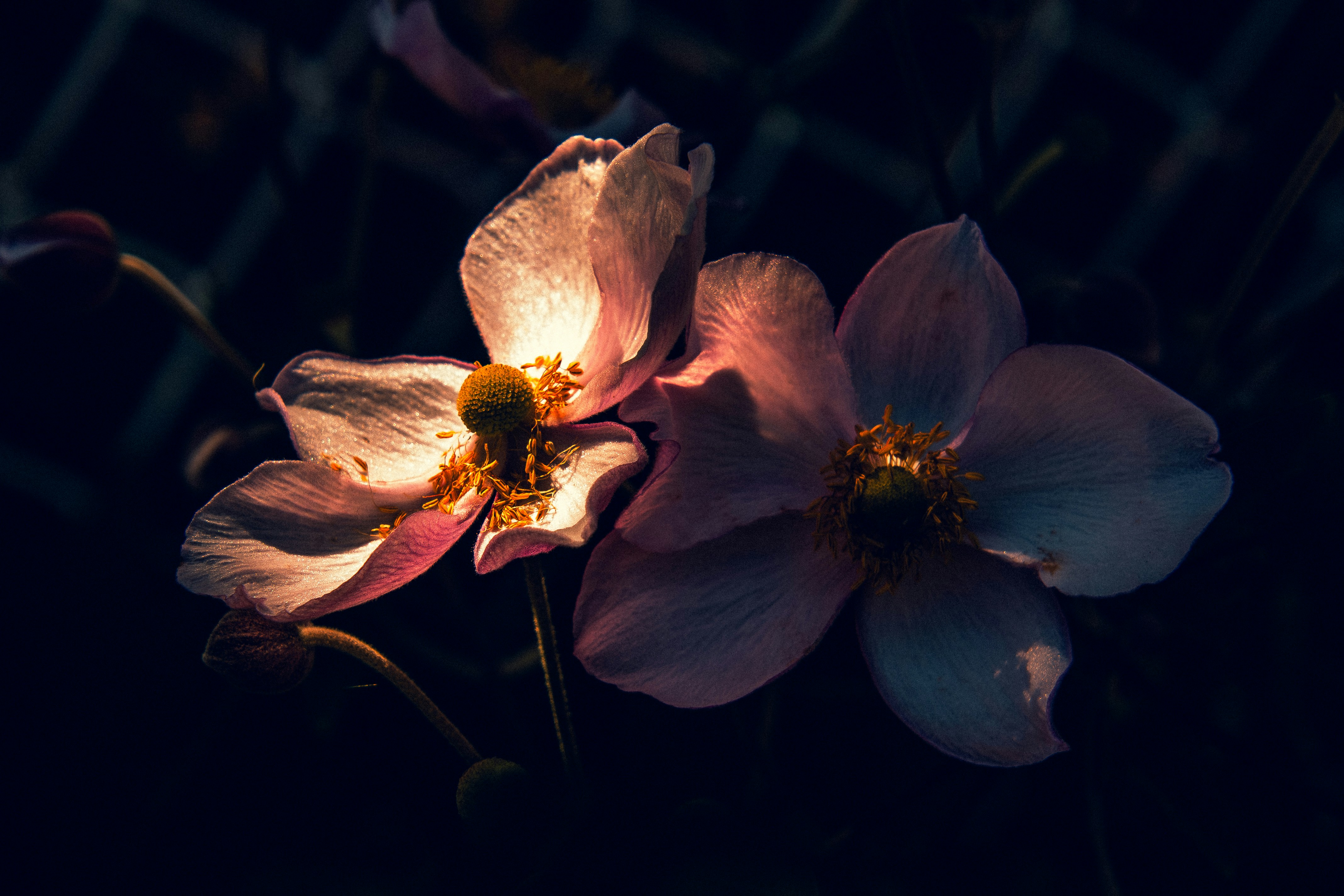 Whispers of Petals in Twilight