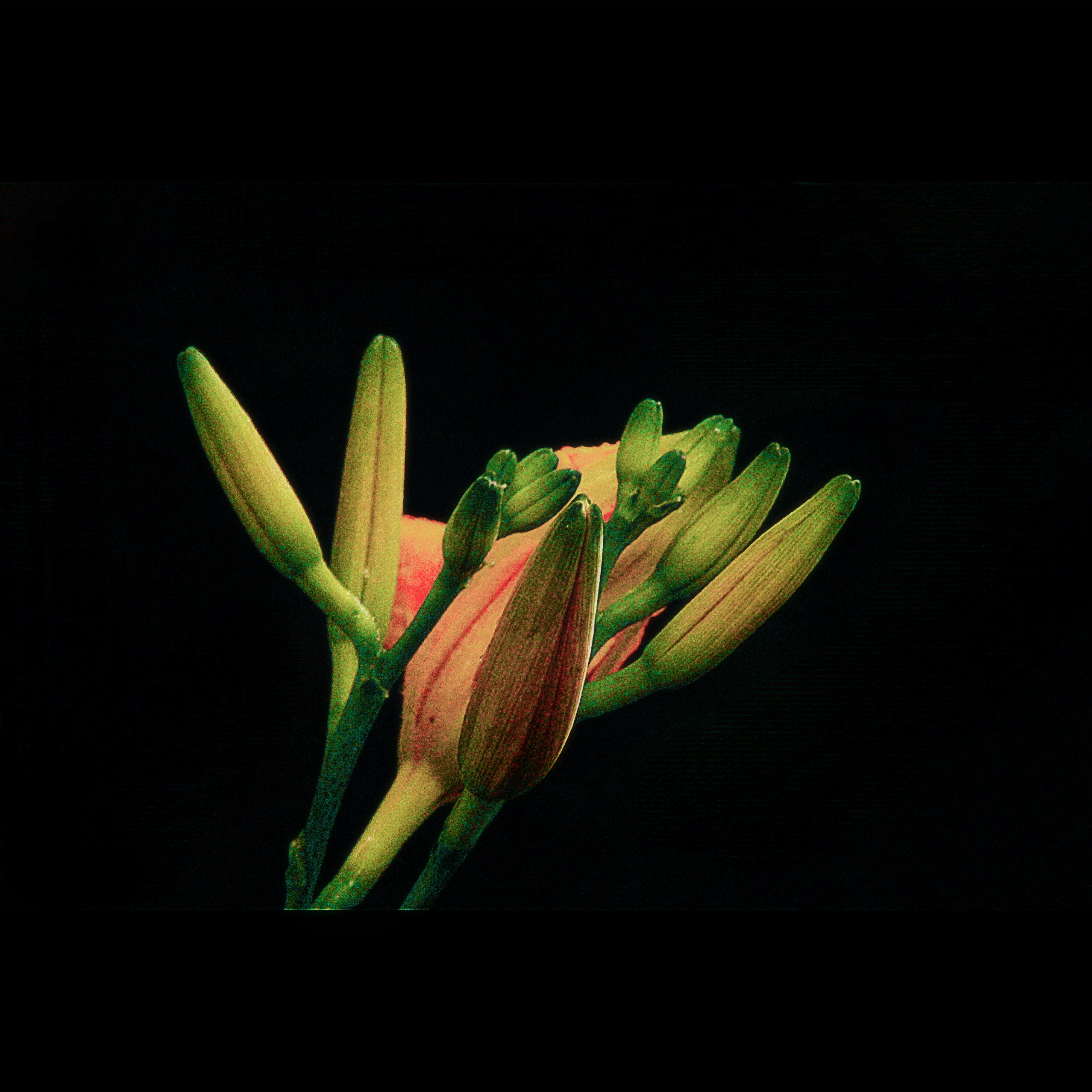 Emerging Blooms: A Study in Floral Anticipation