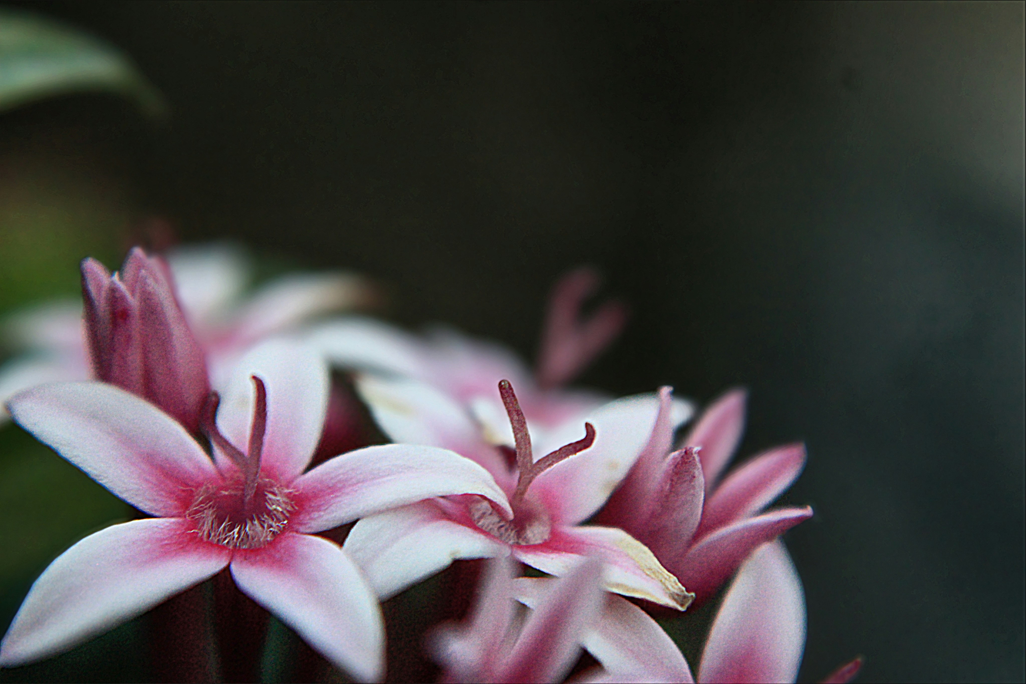 Delicate pink flowers with intricate petals and subtle gradients, set against a softly blurred background. A celebration of nature's artistry.