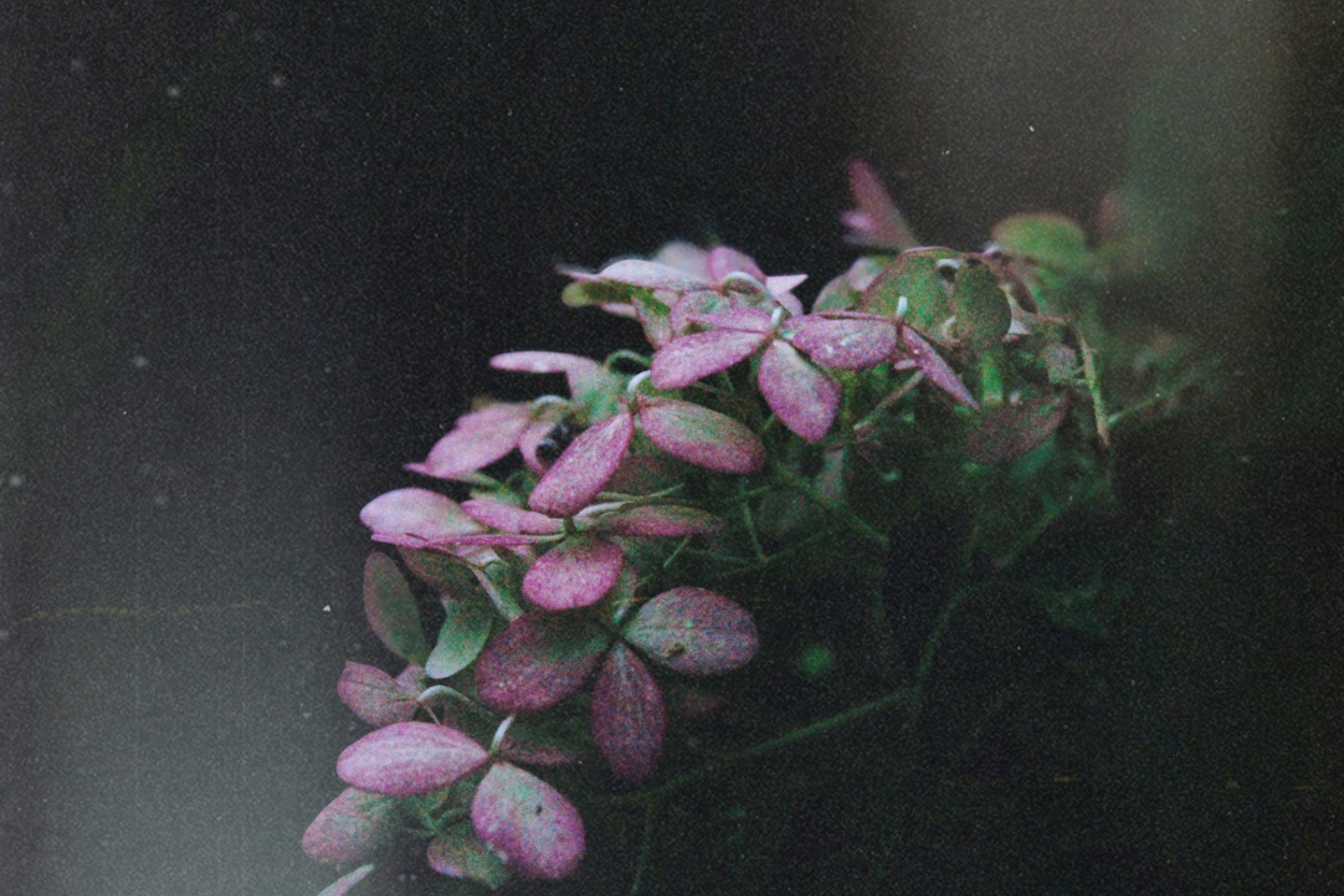 Whispers of Nature's Palette