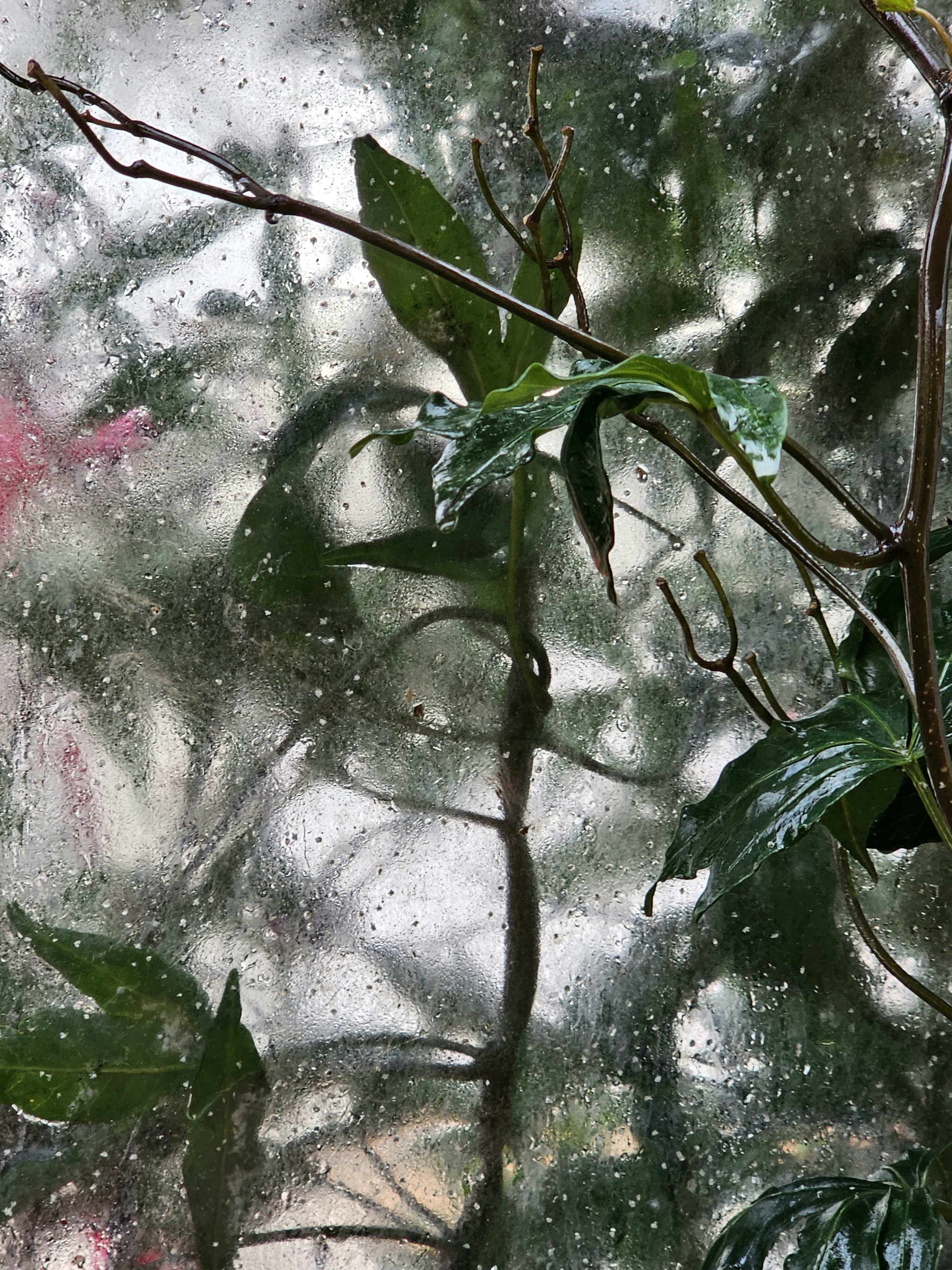 Green leaves and branches on a rainy window.