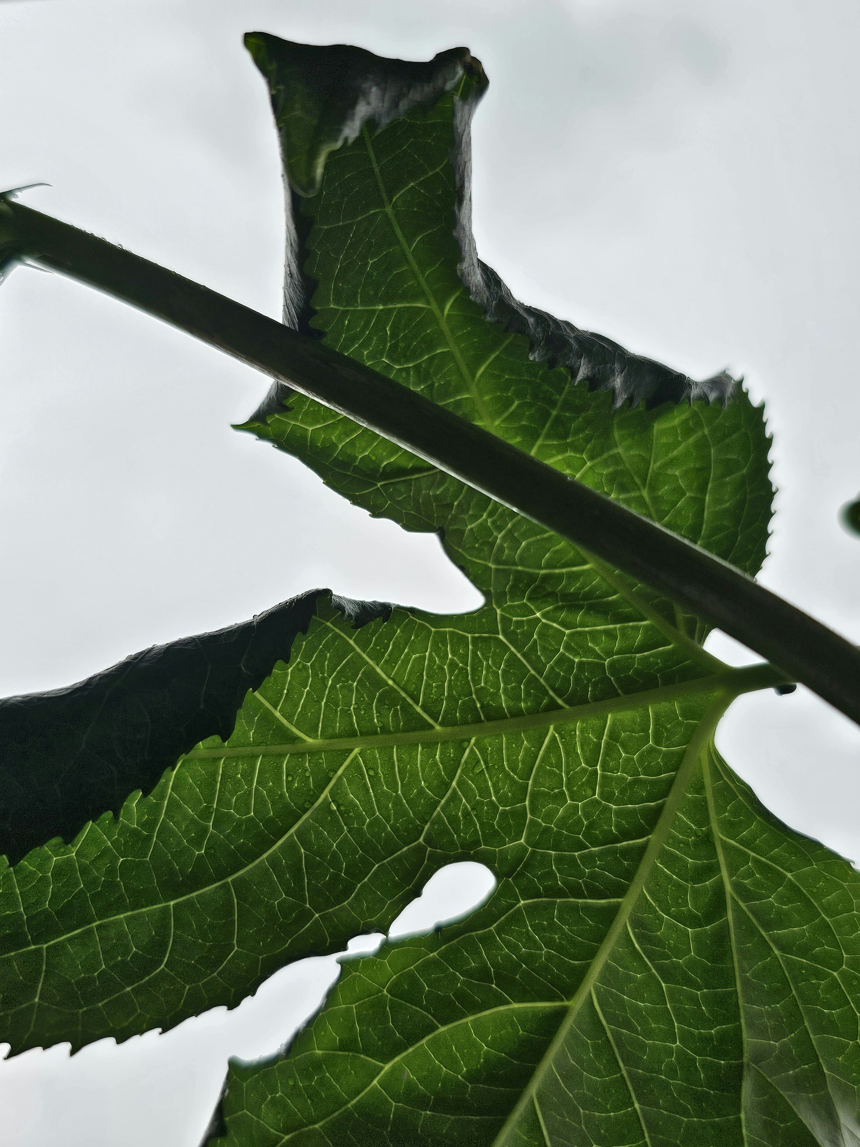 Close-up of a green leaf with visible veins.