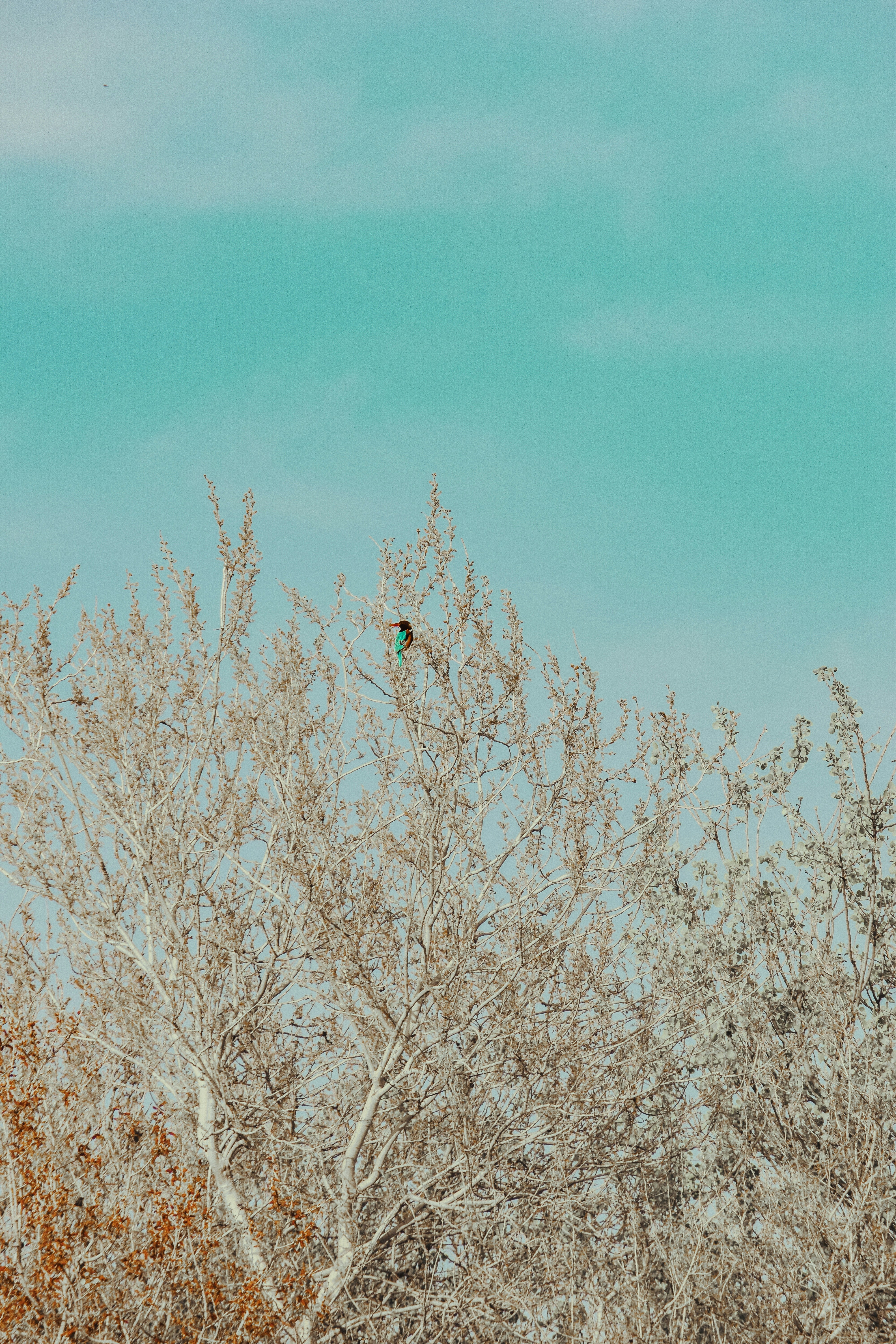 A small bird perched on a bare tree branch.