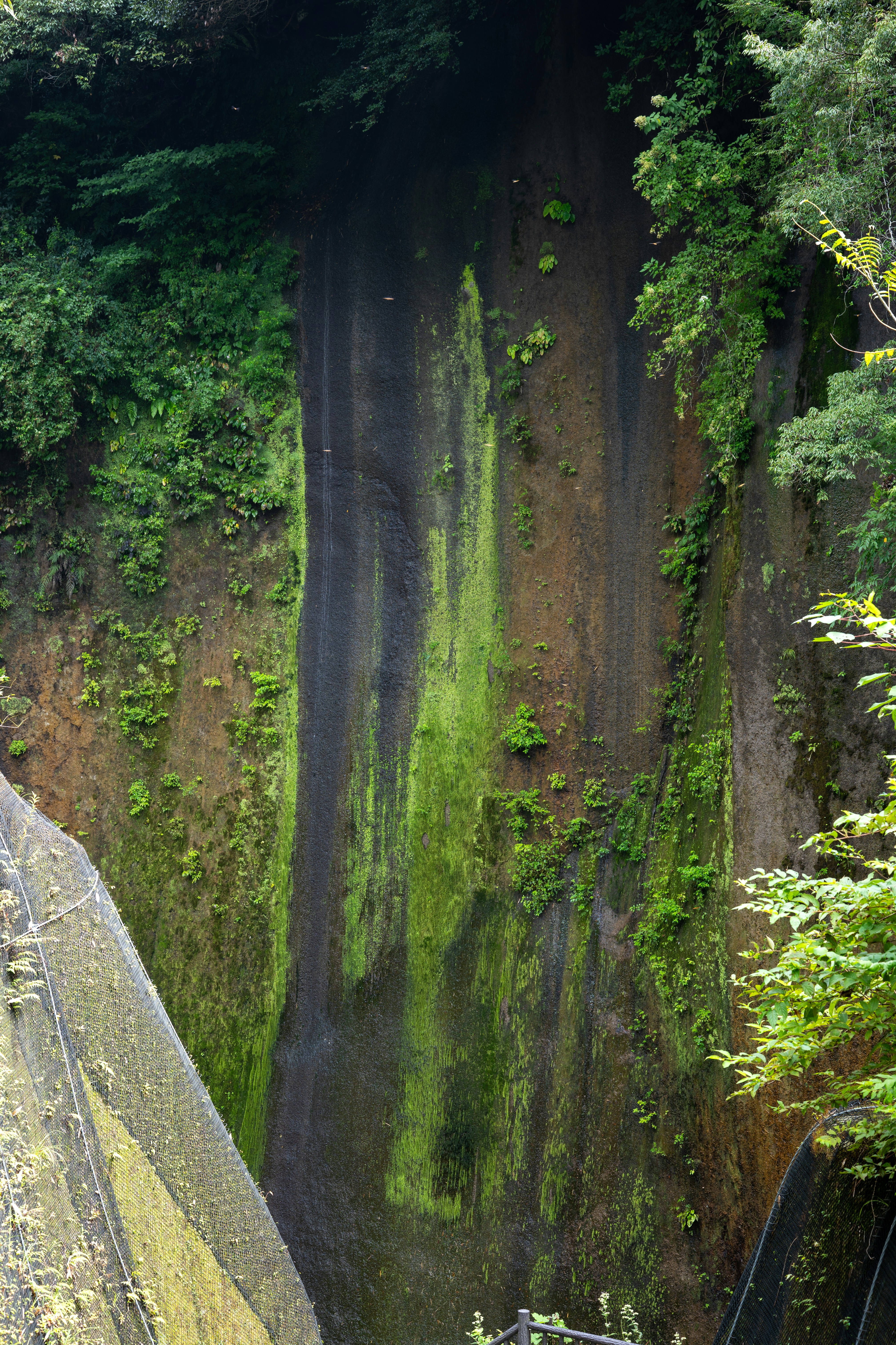 Emerald Veil: Nature's Vertical Tapestry