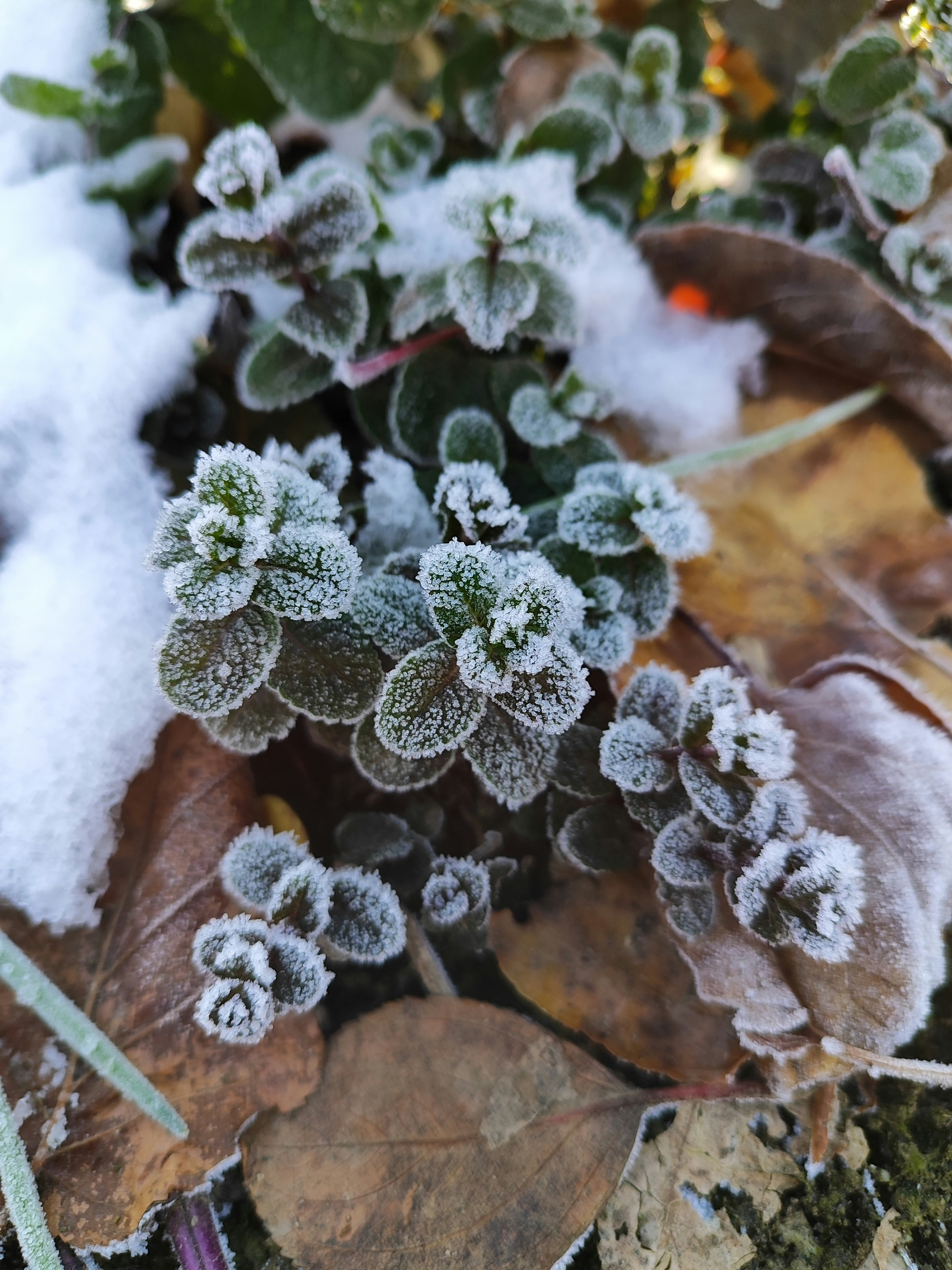 Frost-covered leaves and delicate plants peek through a layer of snow and fallen autumn leaves, illustrating the transition of seasons.