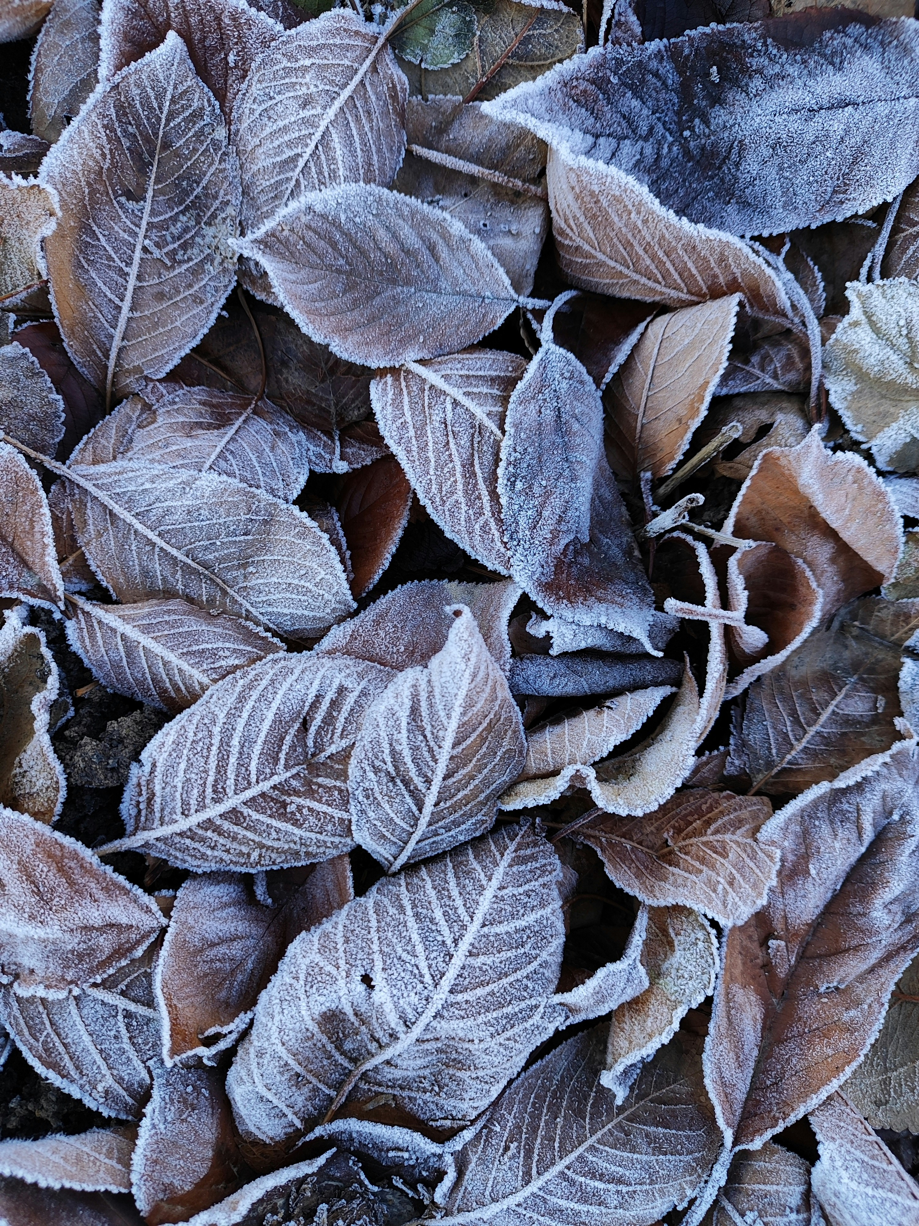 Frost-kissed Leaves: A Quiet Layer of Winter Veil