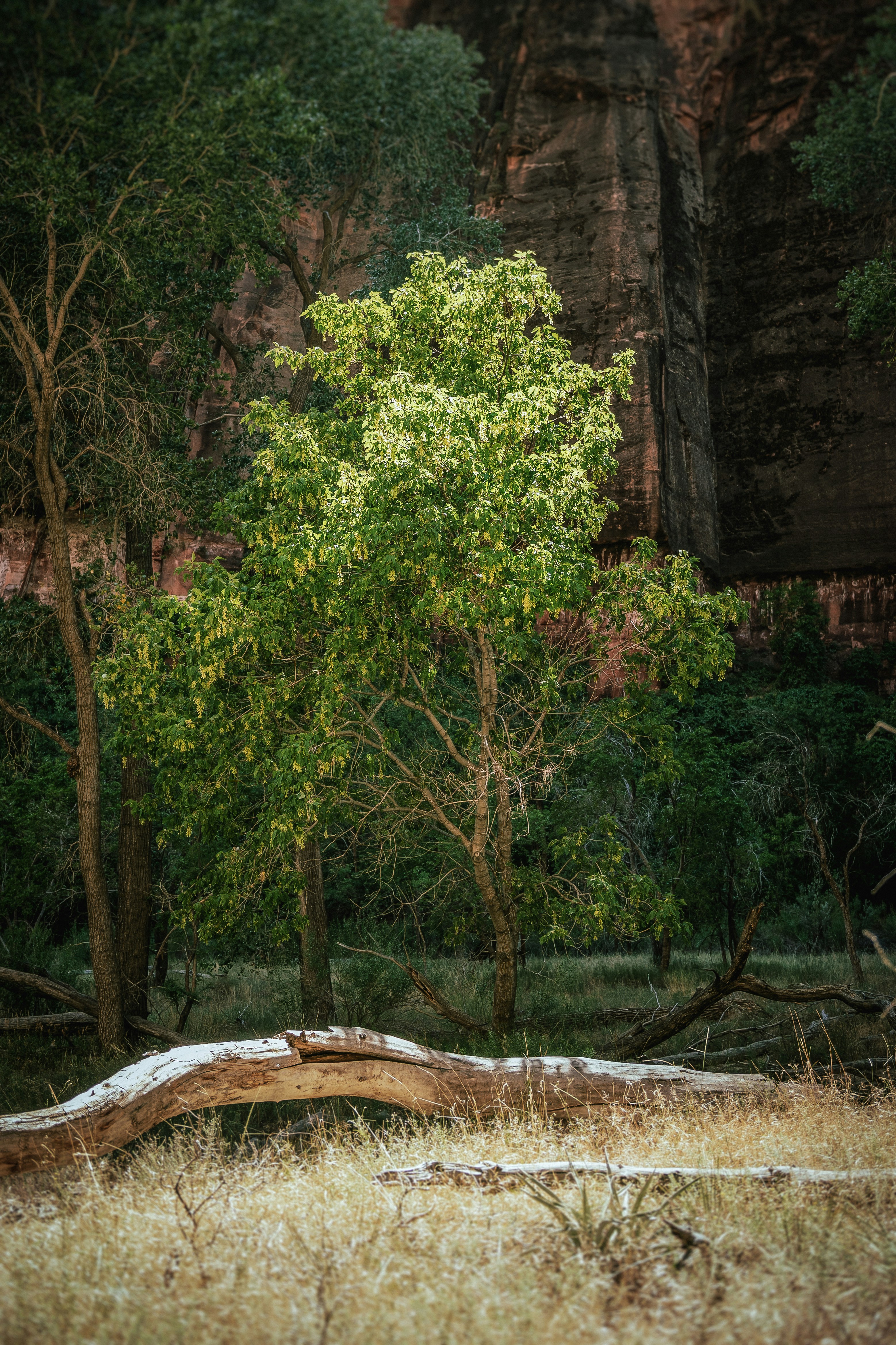 Tree in Sunlight | A lone tree stands in a dry, grassy field.