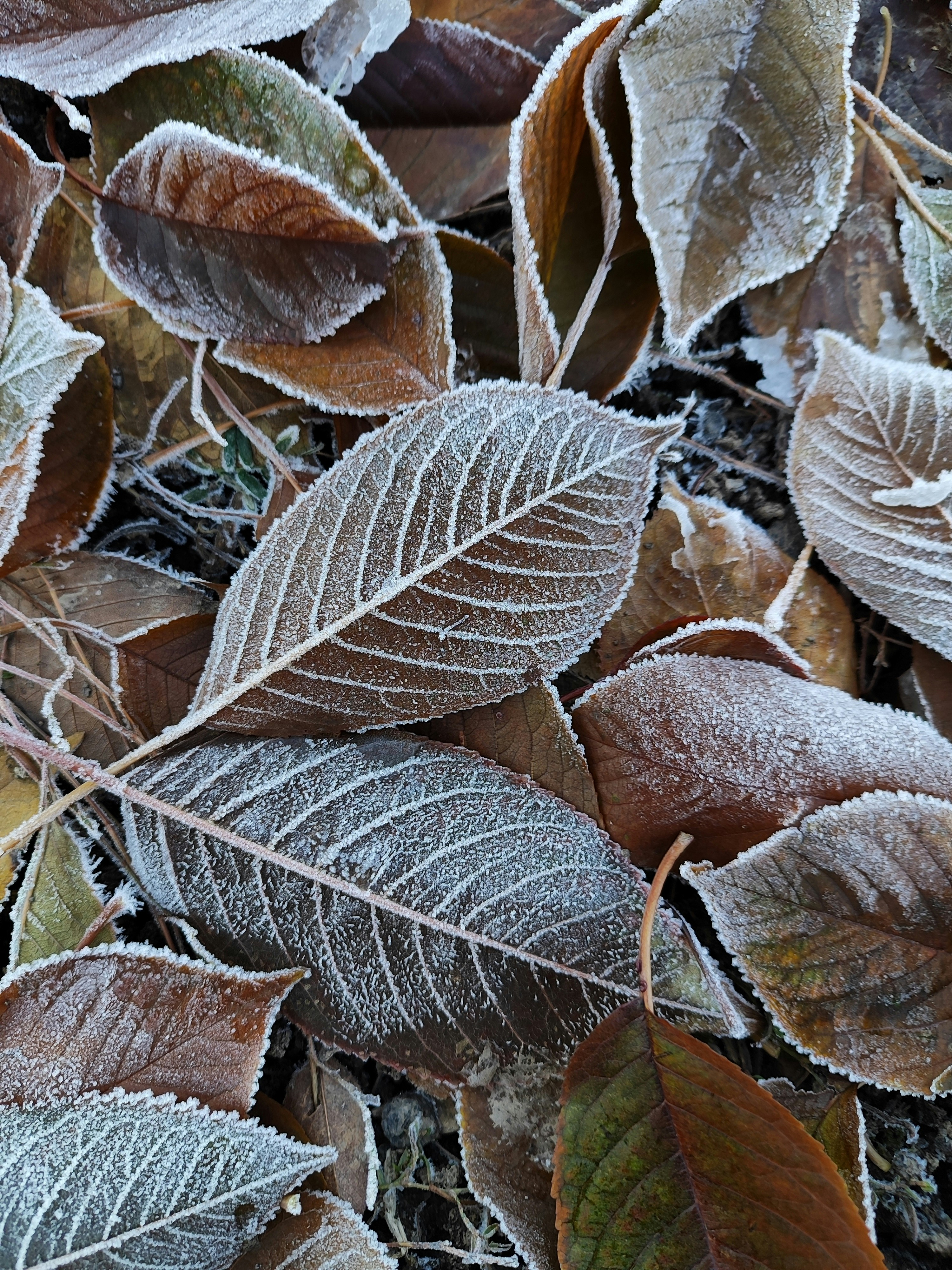 Frost-covered leaves blanket the ground, showcasing intricate patterns and textures. The contrast of colors highlights the transition of seasons.